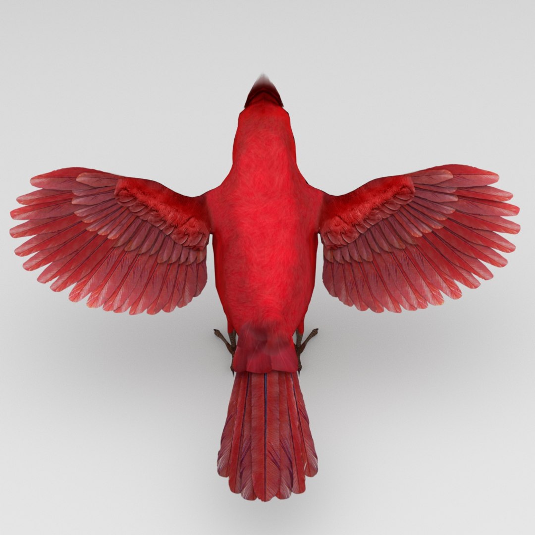 3D 3D Bird Pack Northern Cardinal Male and Female - TurboSquid 1856277