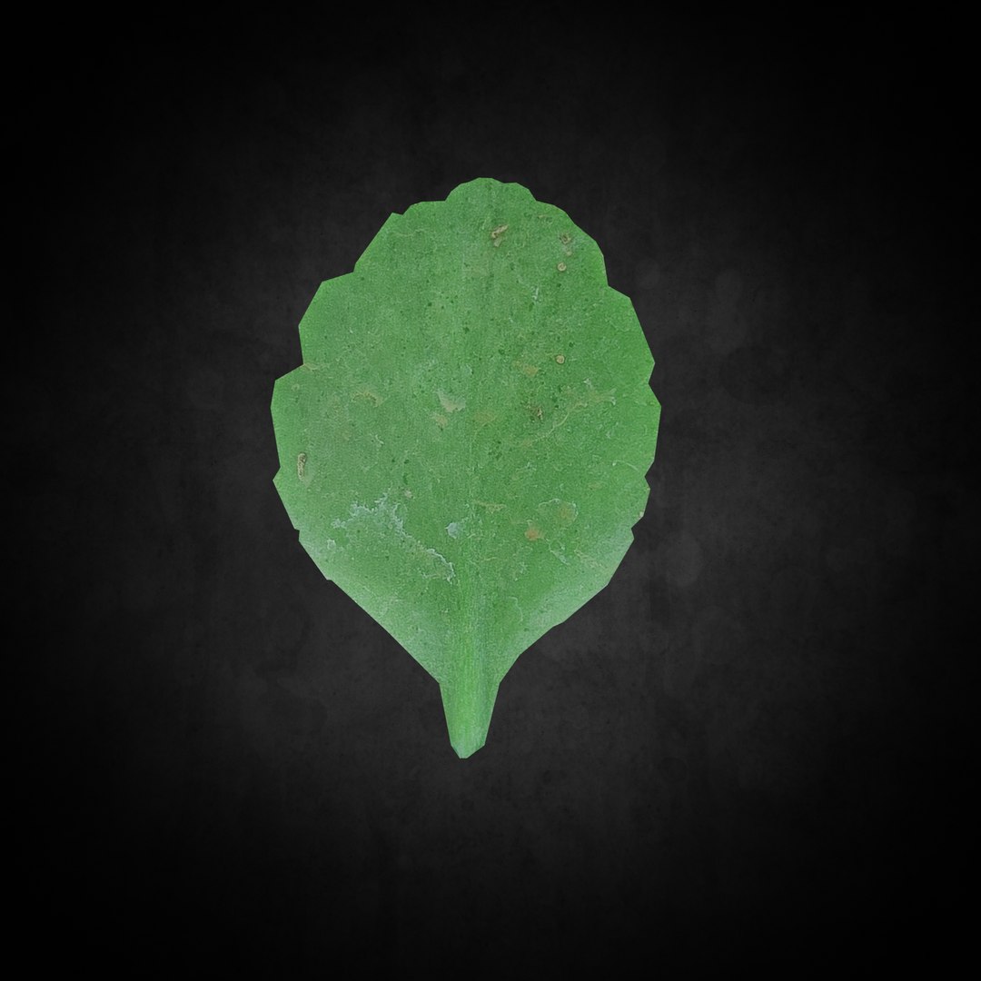 3D Low Poly Leaf 052 Model - TurboSquid 1852411