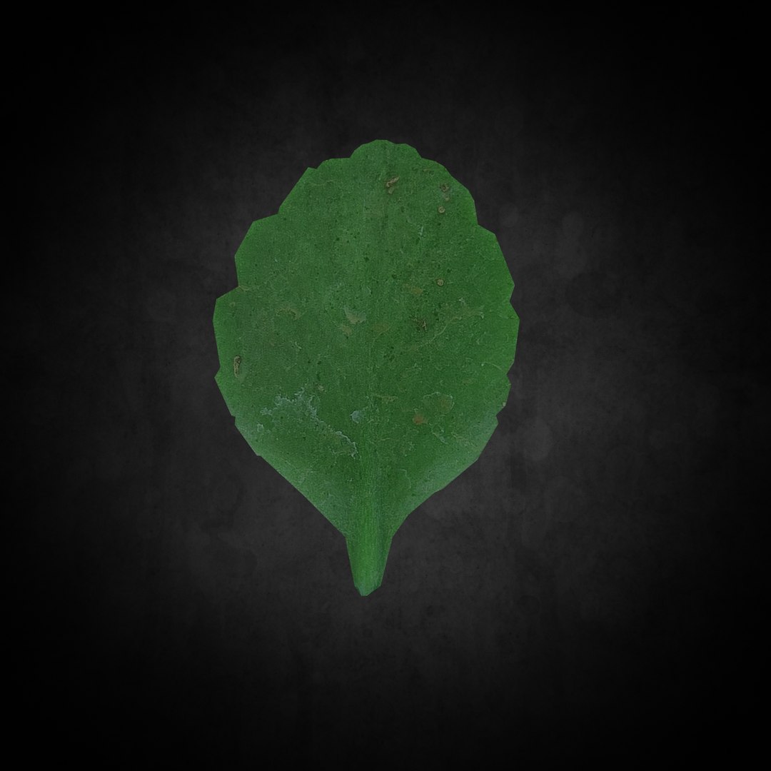 3D Low Poly Leaf 052 Model - TurboSquid 1852411