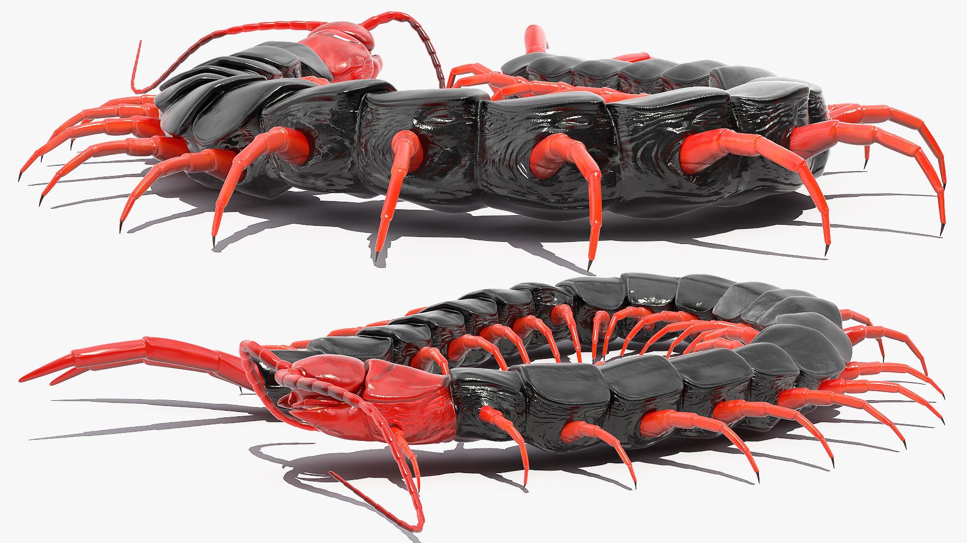 3D Scolopendra Subspinipes Mutilans Rigged - TurboSquid 1568524