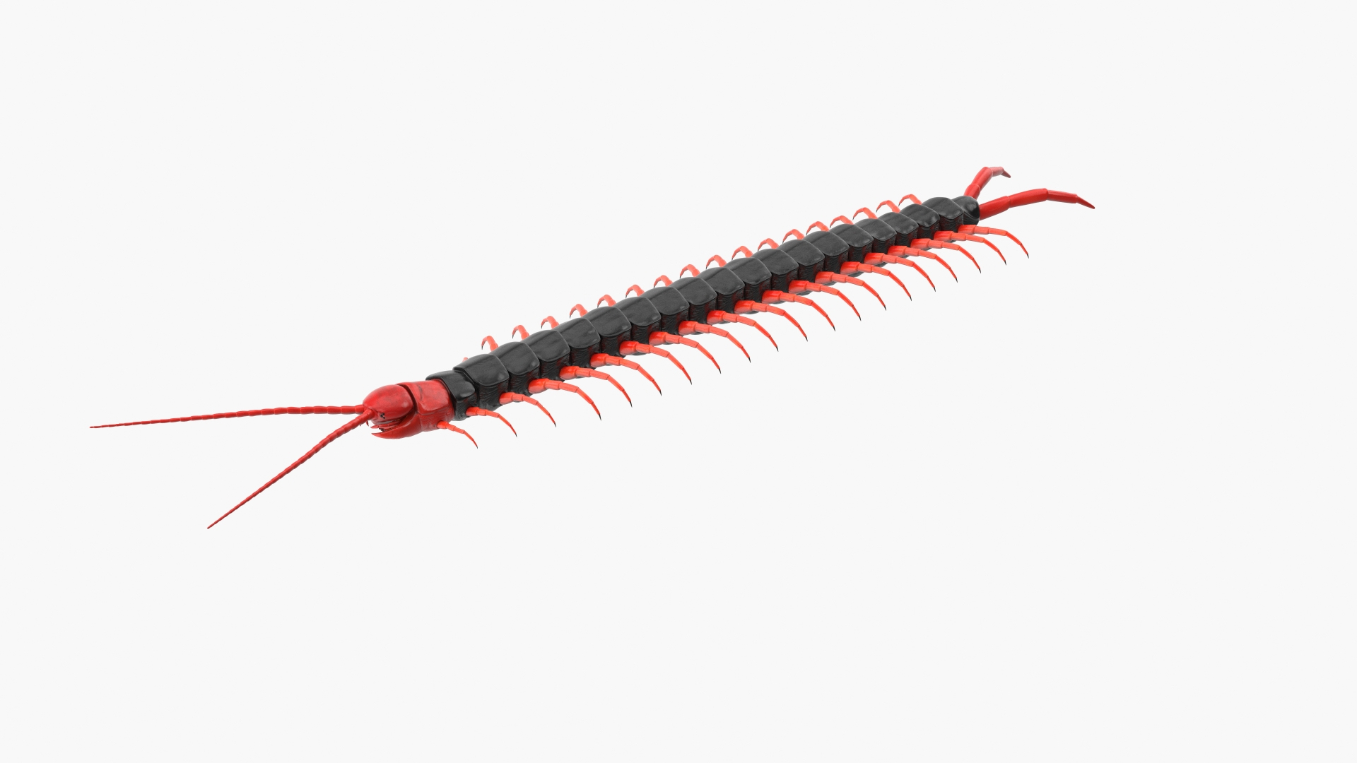 3D Scolopendra Subspinipes Mutilans Rigged - TurboSquid 1568524
