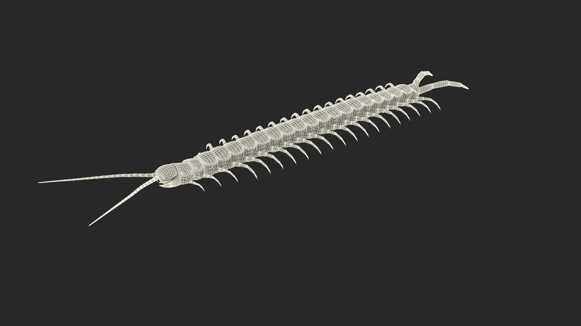 3D Scolopendra Subspinipes Mutilans Rigged - TurboSquid 1568524