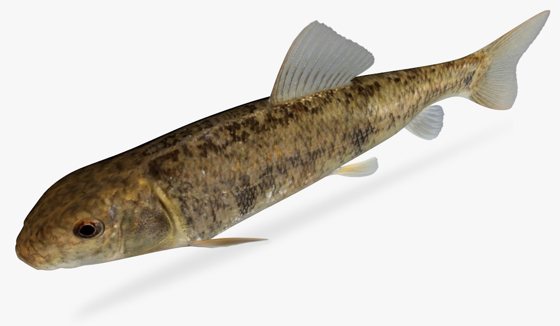 Catostomus Commersoni White Sucker 3D Model - TurboSquid 1260294