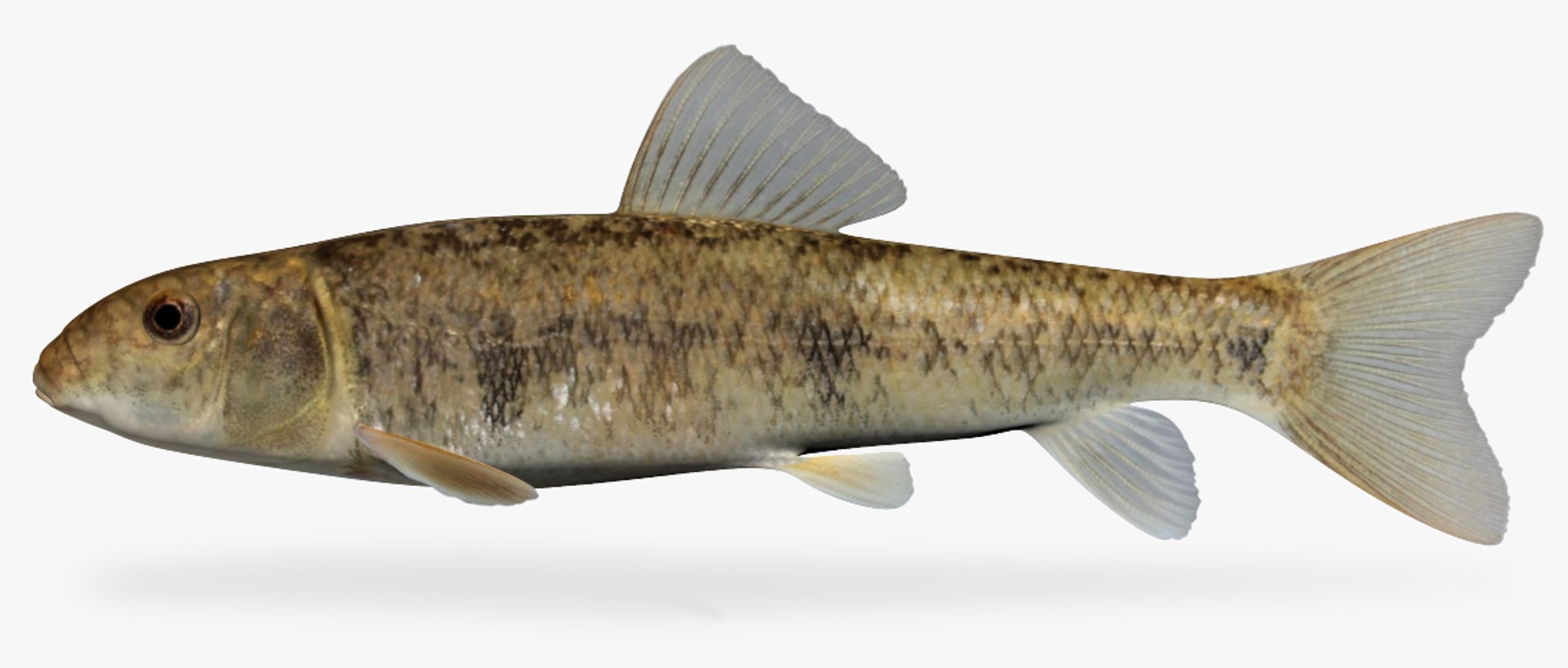 Catostomus Commersoni White Sucker 3D Model - TurboSquid 1260294