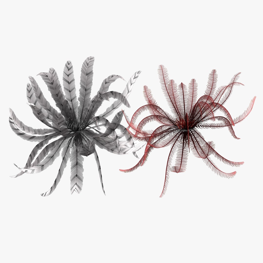 Feather Star 3D Model - TurboSquid 1689487