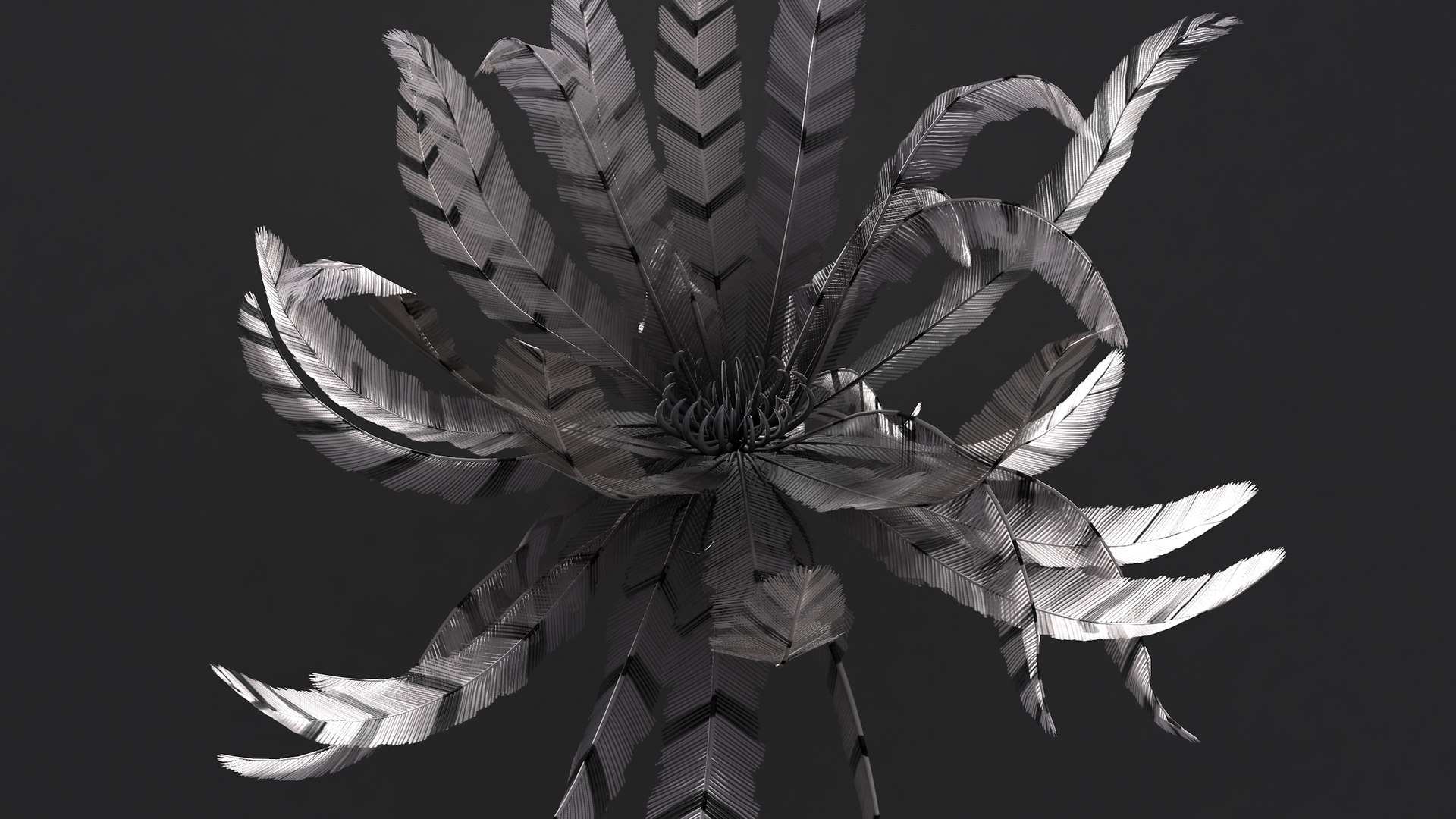 Feather Star 3D Model - TurboSquid 1689487