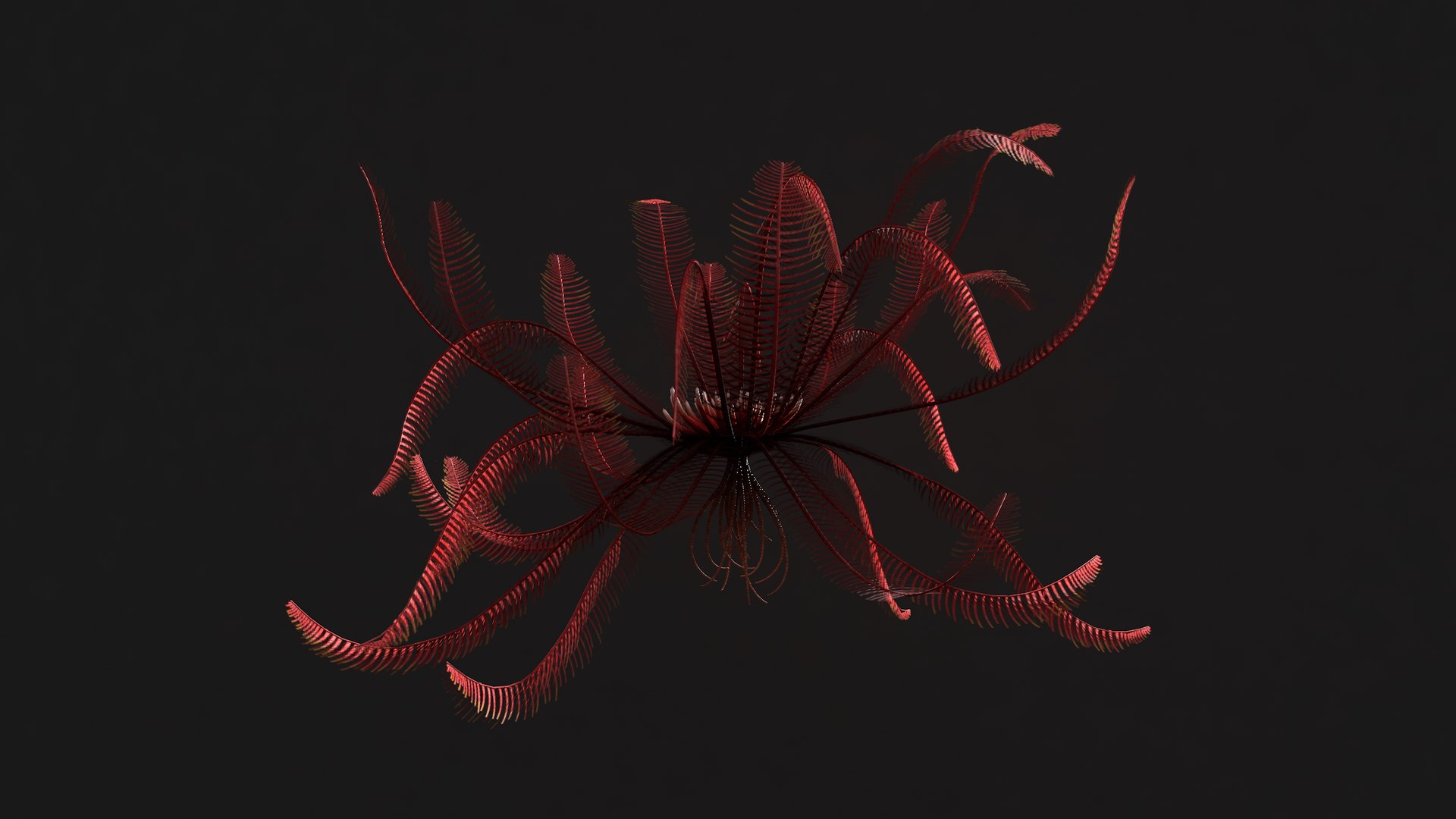 Feather Star 3D Model - TurboSquid 1689487