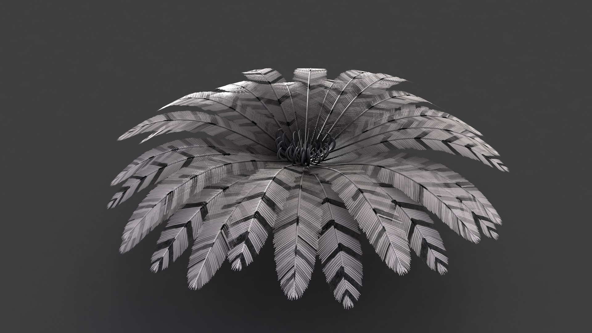 Feather Star 3D Model - TurboSquid 1689487
