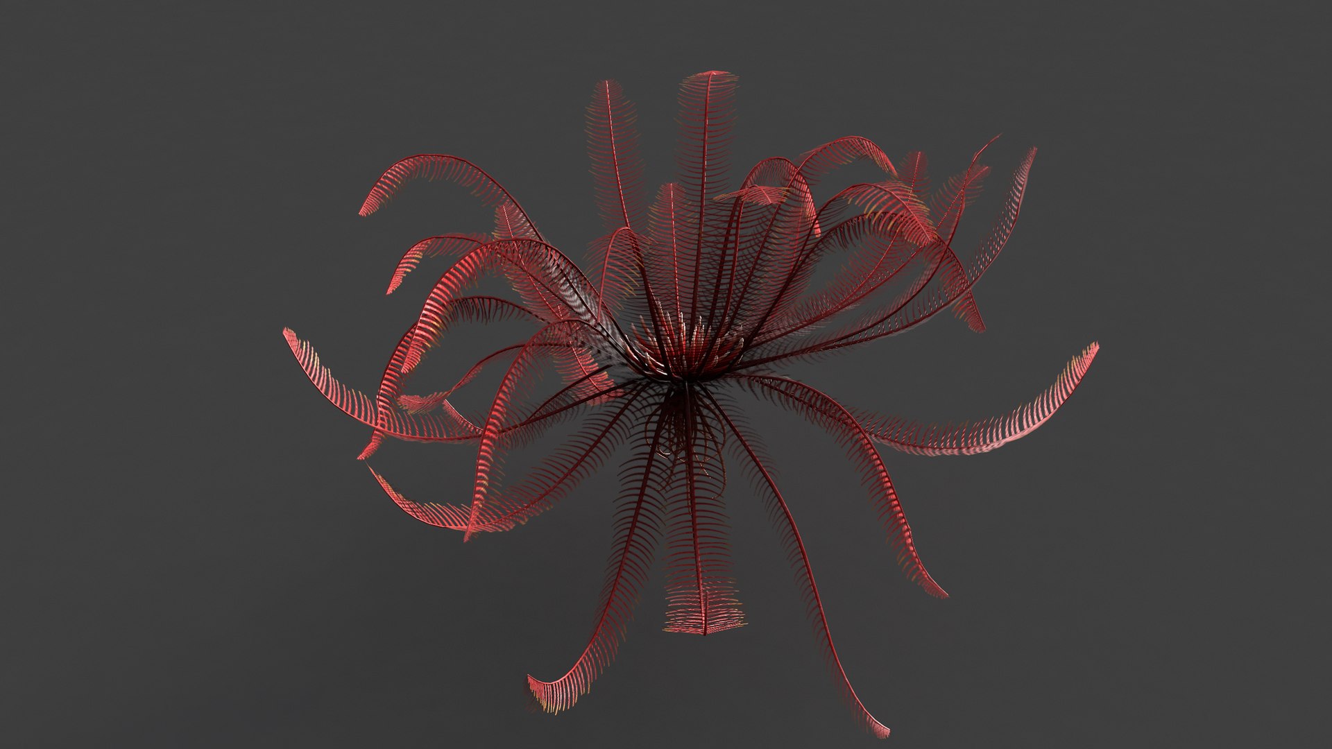 Feather Star 3D Model - TurboSquid 1689487