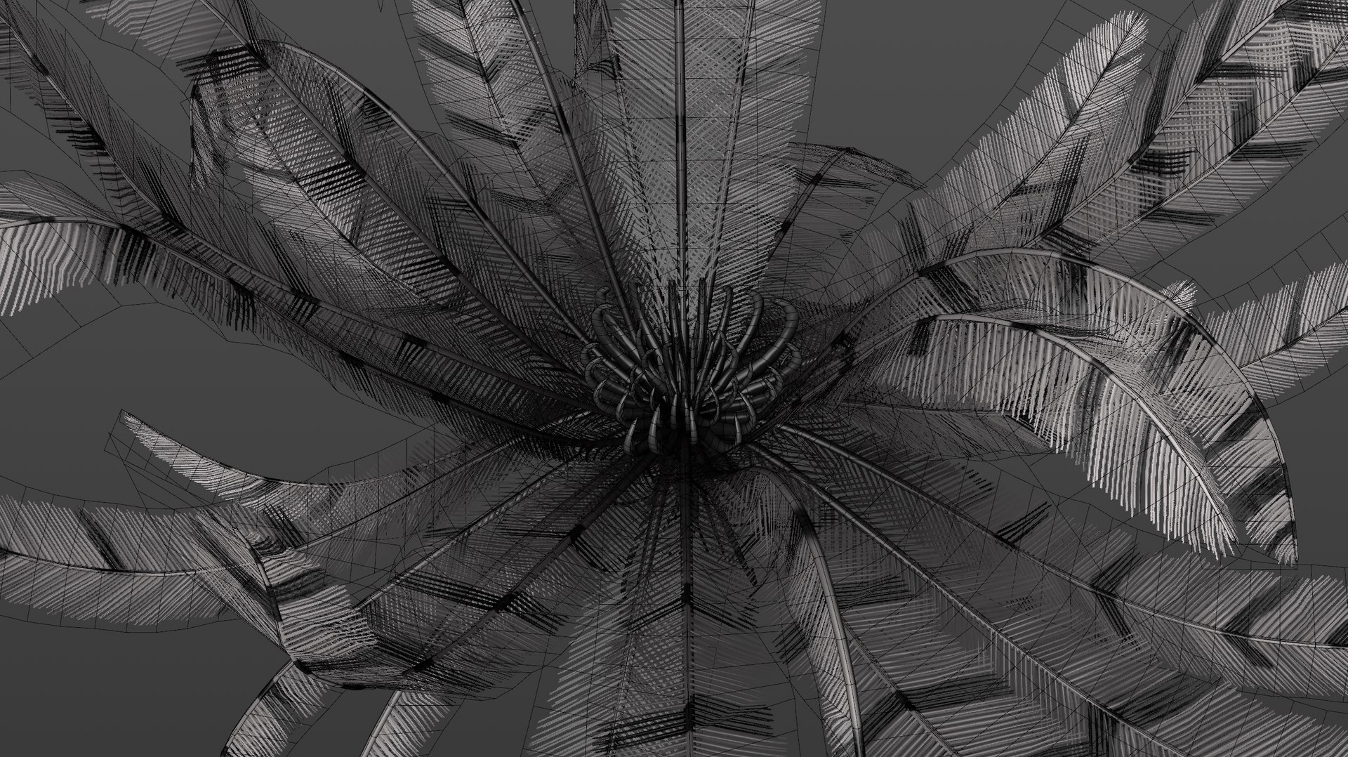 Feather Star 3D Model - TurboSquid 1689487