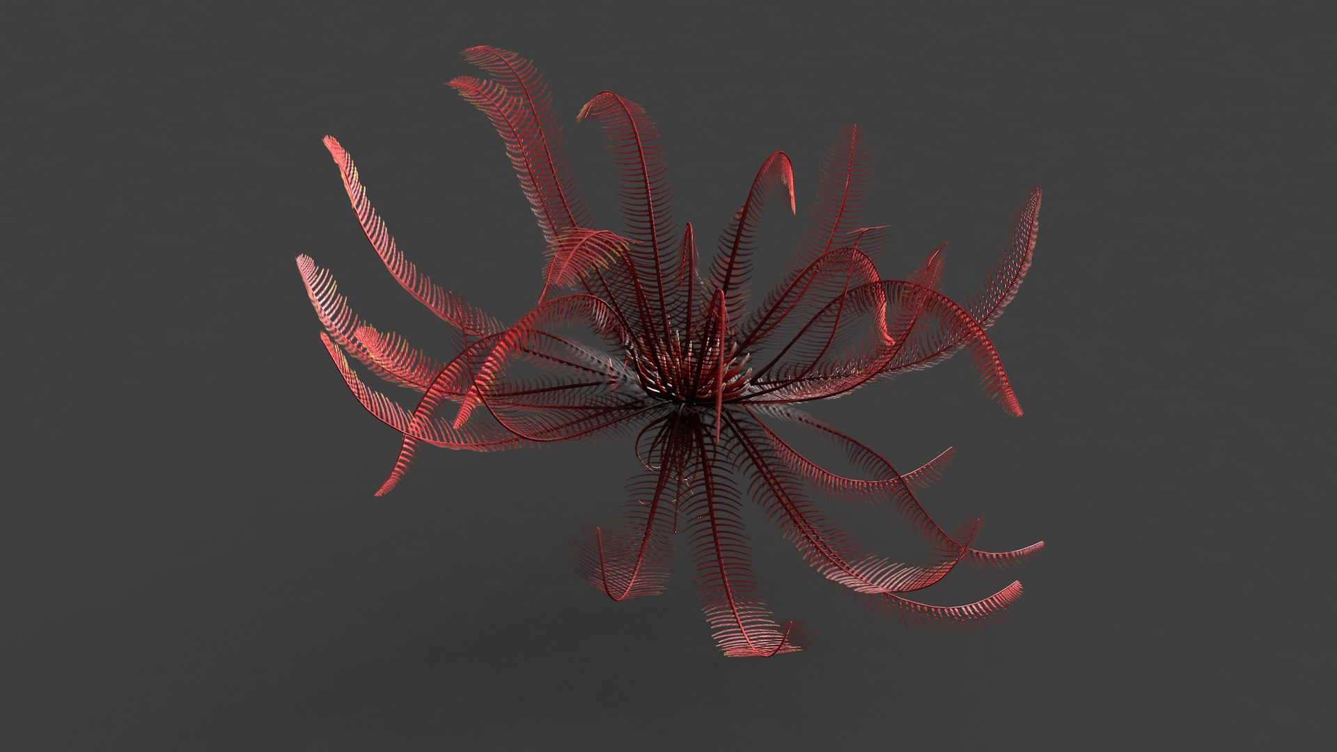 Feather Star 3D Model - TurboSquid 1689487
