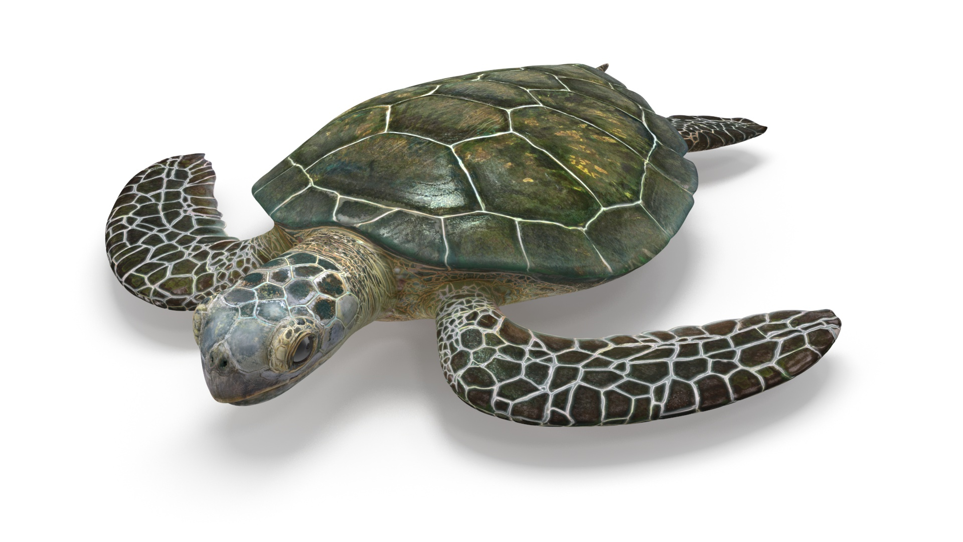 Green Turtle 3D - TurboSquid 2196005