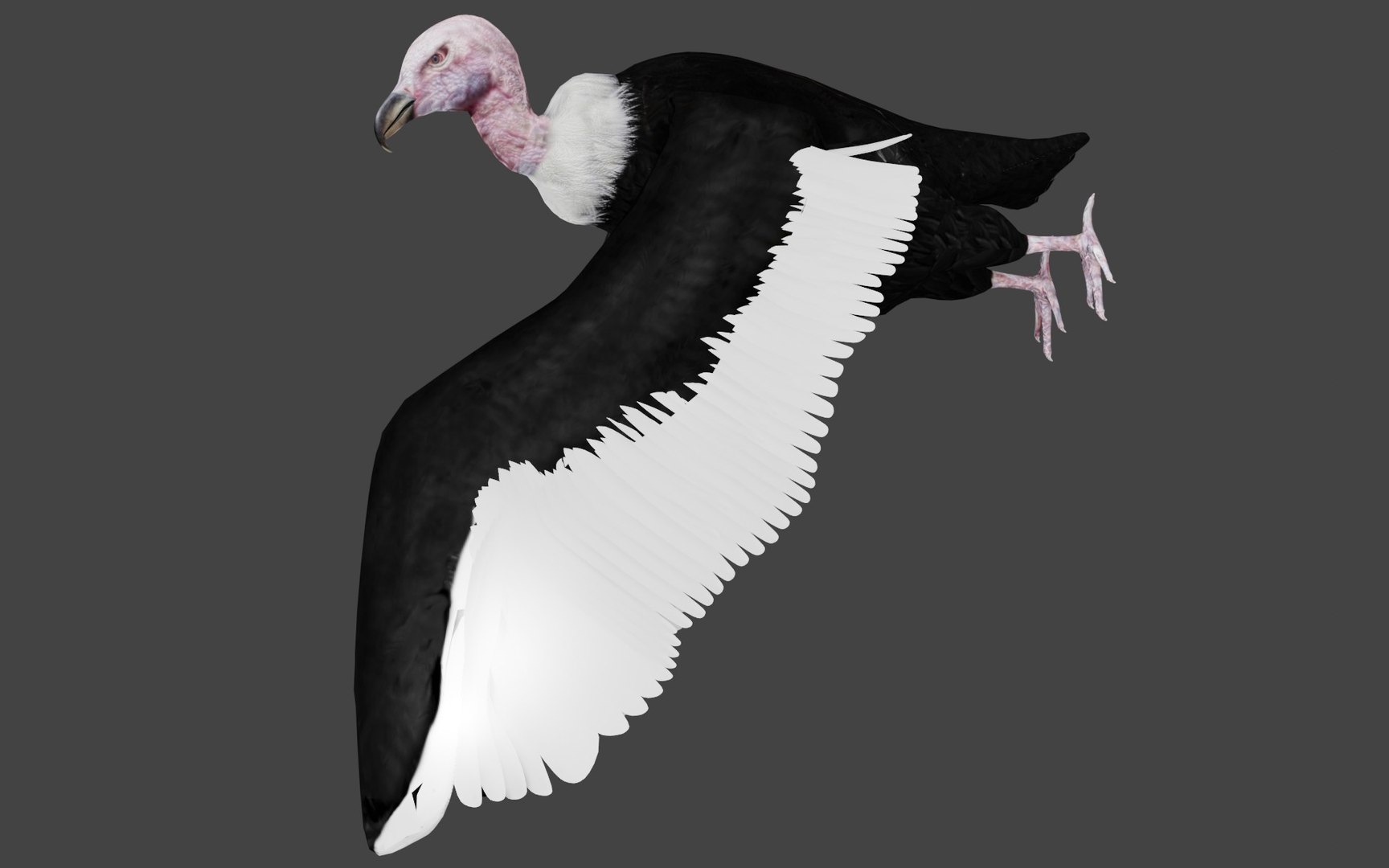 Different Version Vulture Model - TurboSquid 1669495