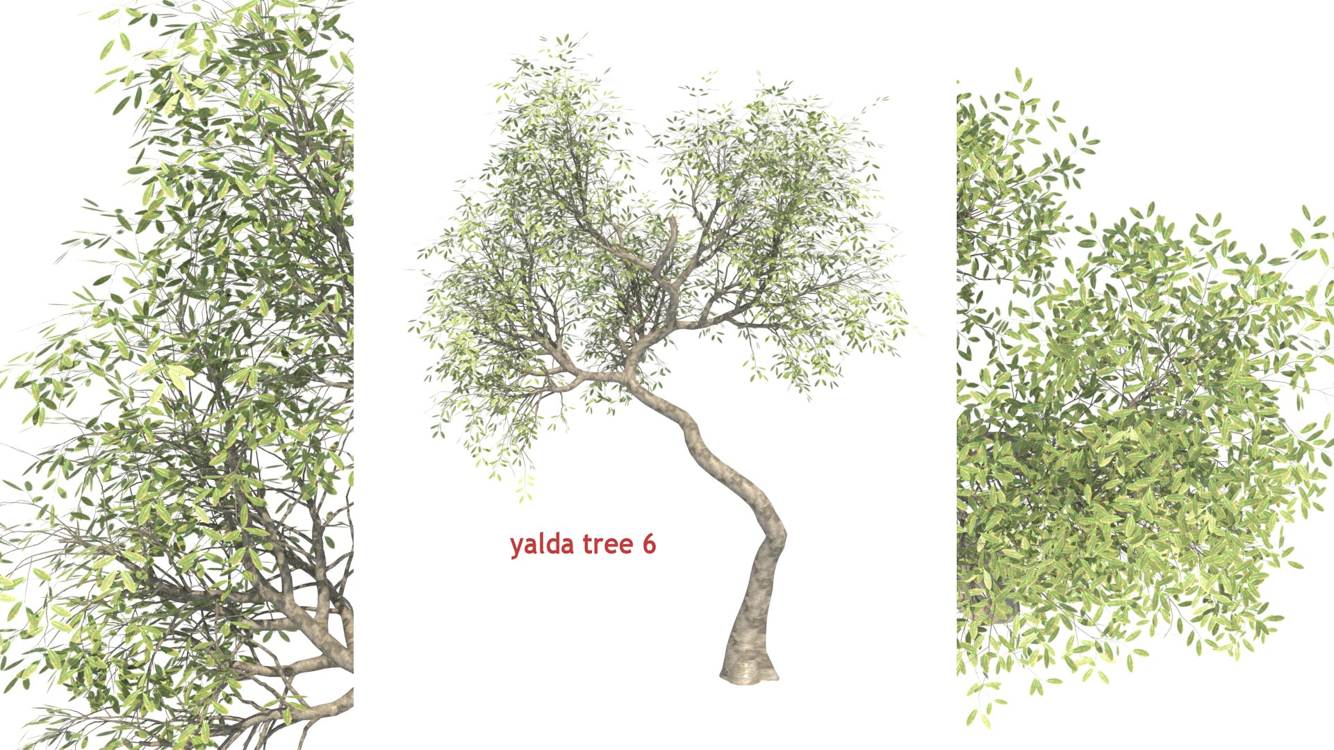 Free Yalda Tree 6 3D Model - TurboSquid 2228918