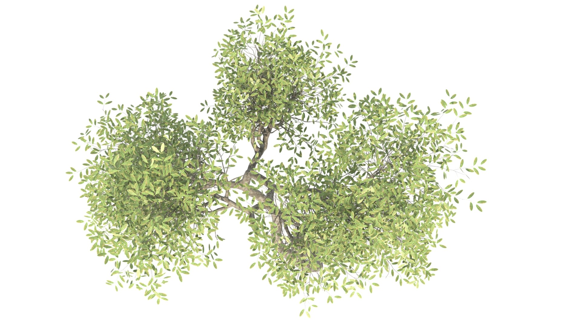 Free Yalda Tree 6 3D Model - TurboSquid 2228918