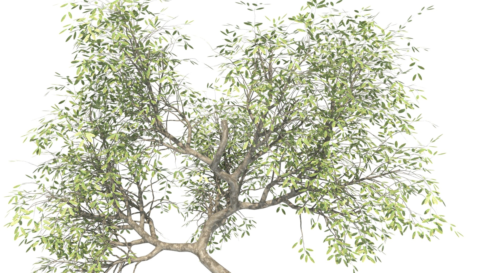 Free Yalda Tree 6 3D Model - TurboSquid 2228918