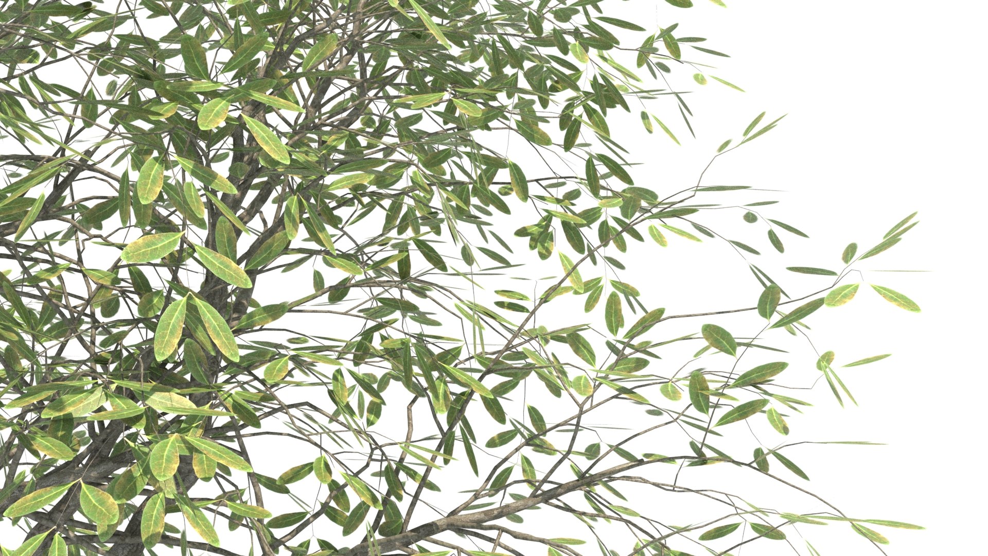 Free Yalda Tree 6 3D Model - TurboSquid 2228918