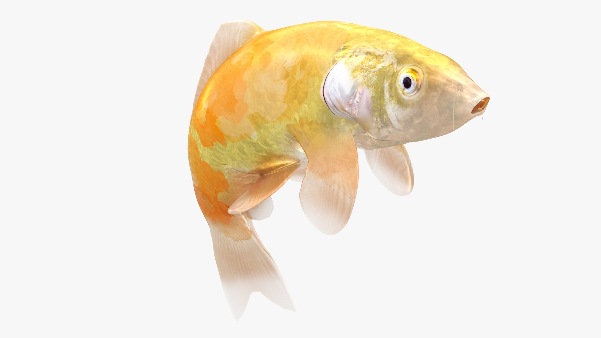 Japanese Carp Fish Rigged L1852 3D Model - TurboSquid 1969292