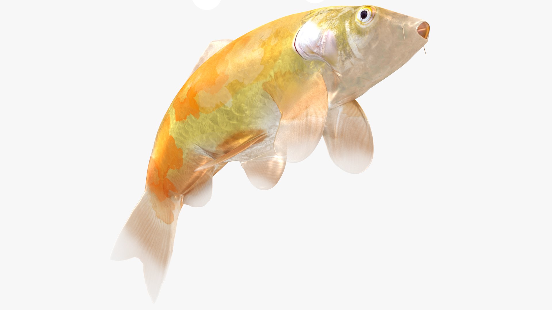 Japanese Carp Fish Rigged L1852 3D Model - TurboSquid 1969292