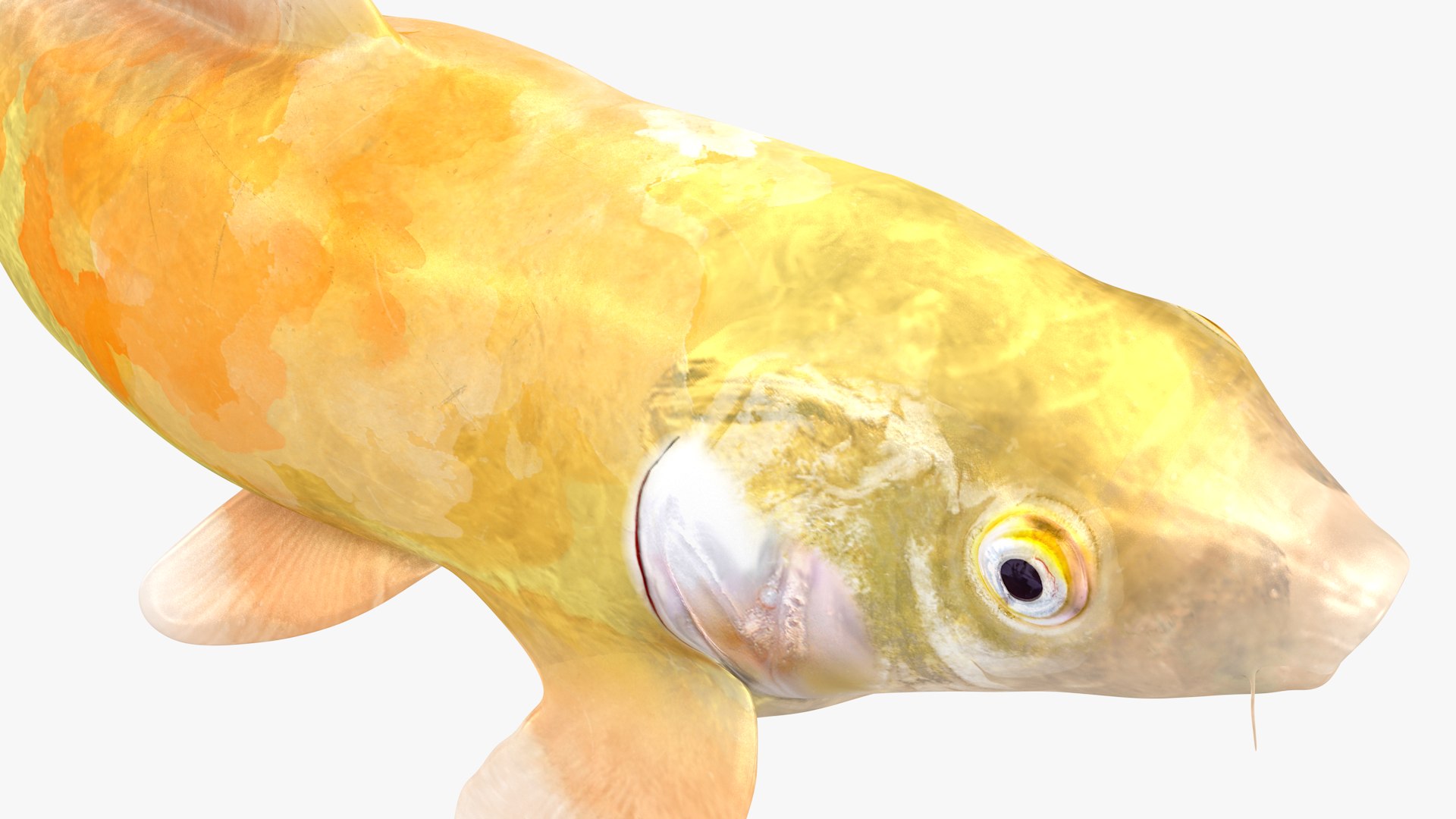 Japanese Carp Fish Rigged L1852 3D Model - TurboSquid 1969292