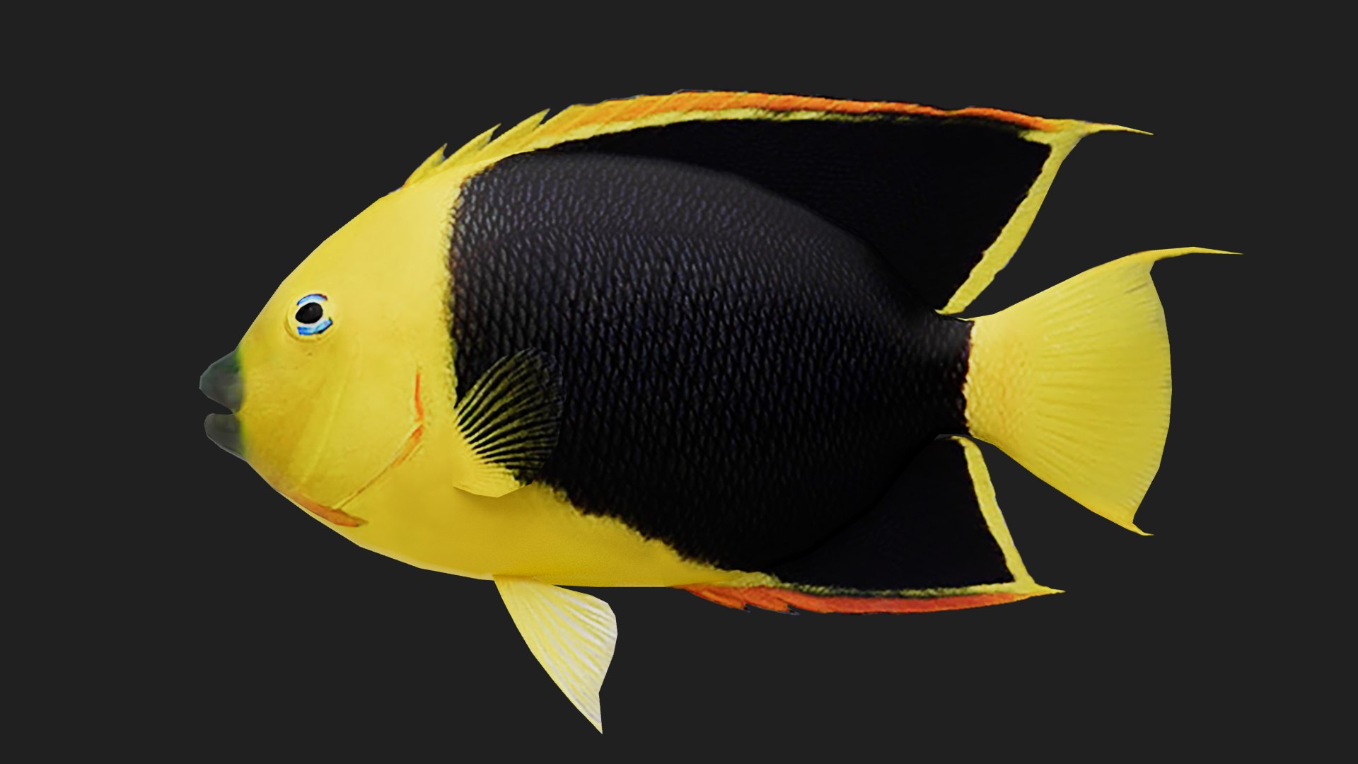 Bass Fish 3D - TurboSquid 2123226