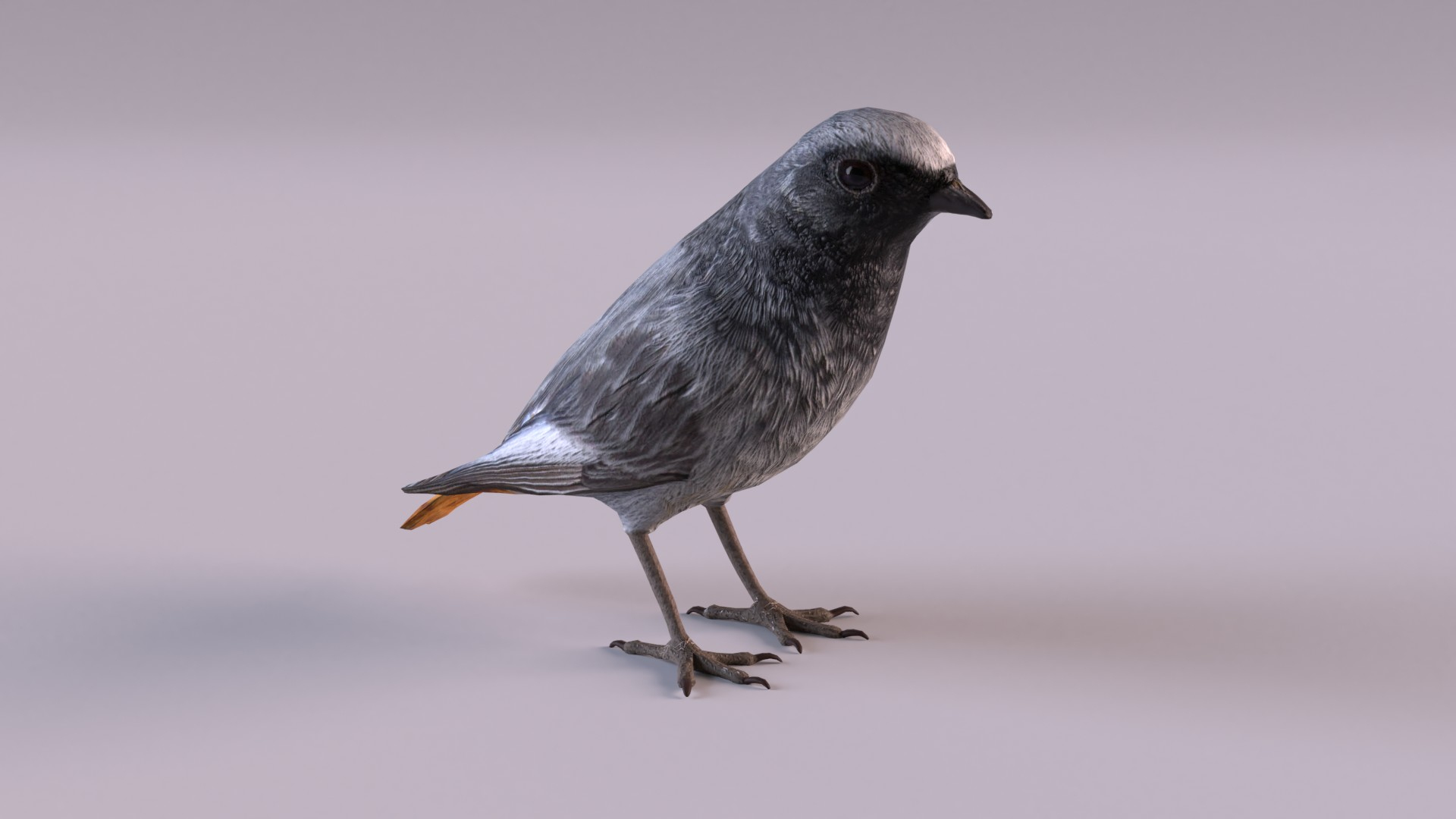 3D Birds - TurboSquid 1881859