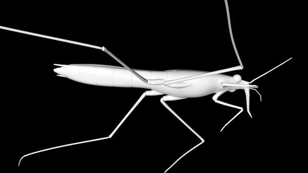 Water skeeter 3D model - TurboSquid 1690078