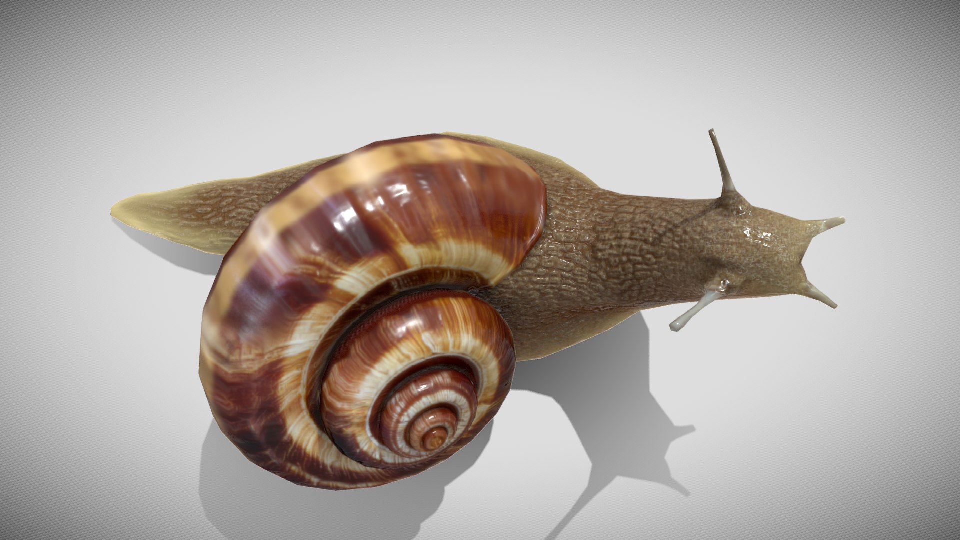 Snail - Low Poly Model - TurboSquid 1980155