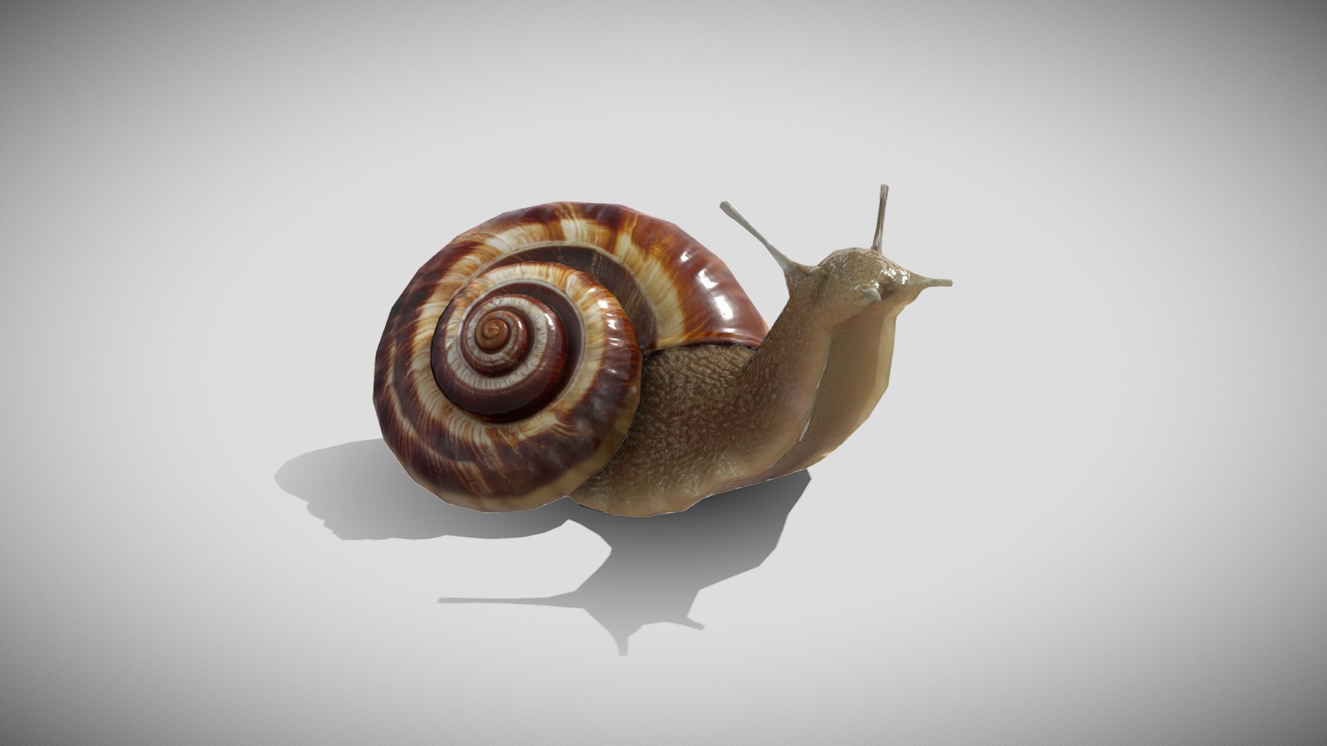 Snail - Low Poly Model - TurboSquid 1980155