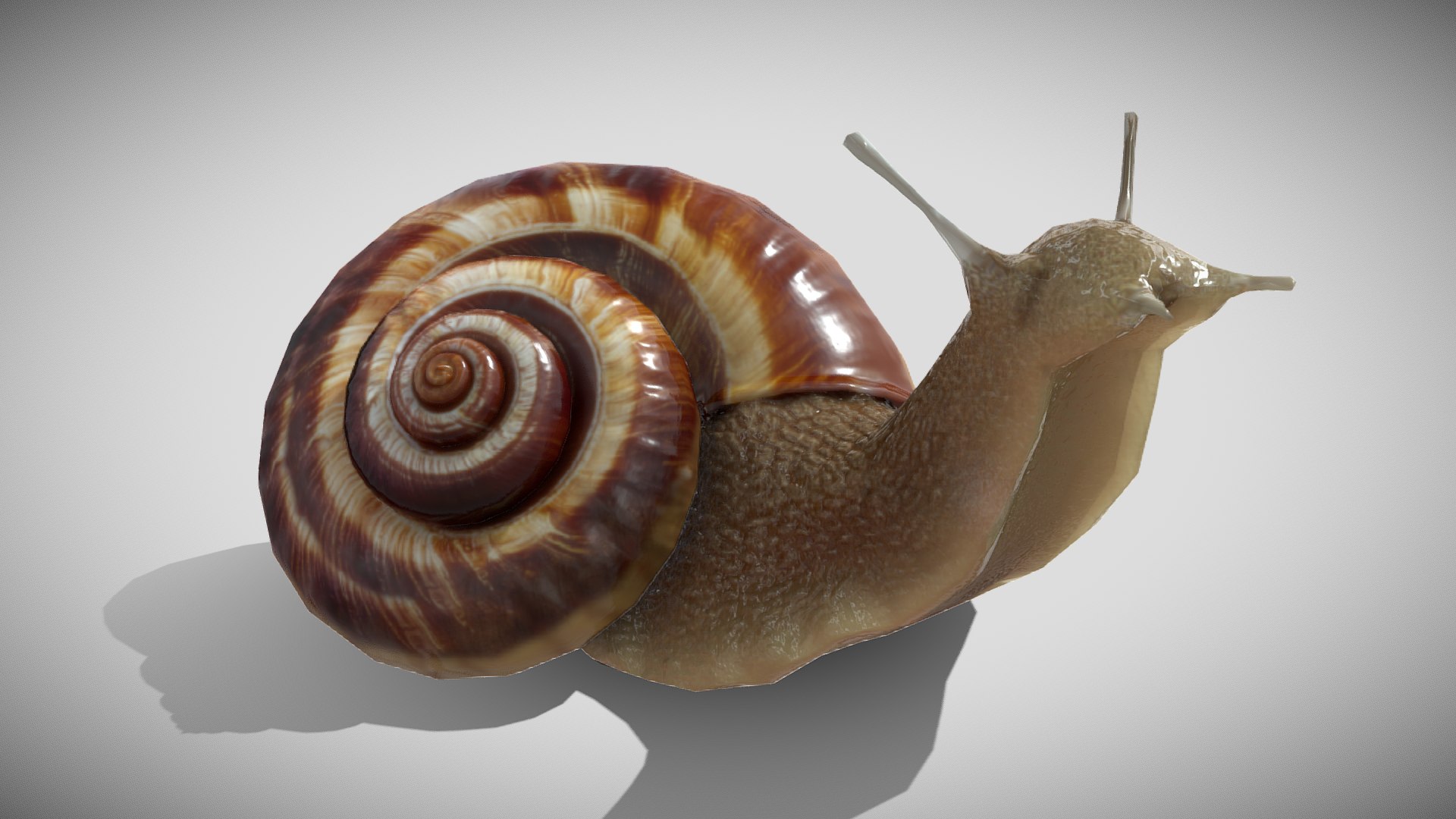 Snail - Low Poly Model - TurboSquid 1980155