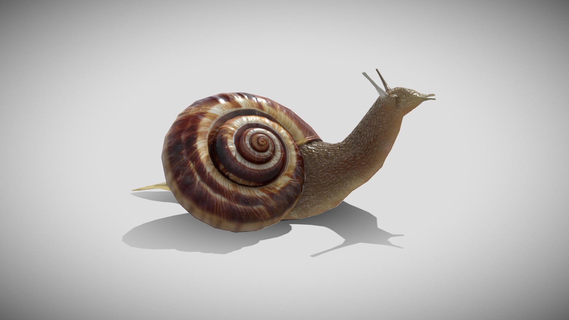 Snail - Low Poly Model - TurboSquid 1980155