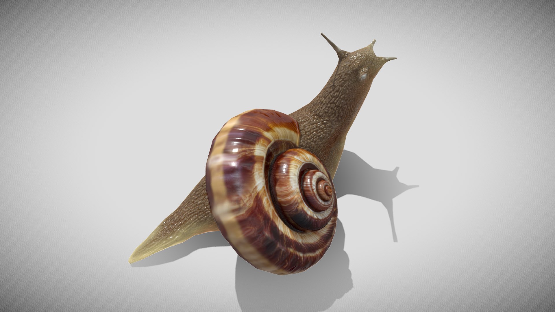Snail - Low Poly Model - TurboSquid 1980155