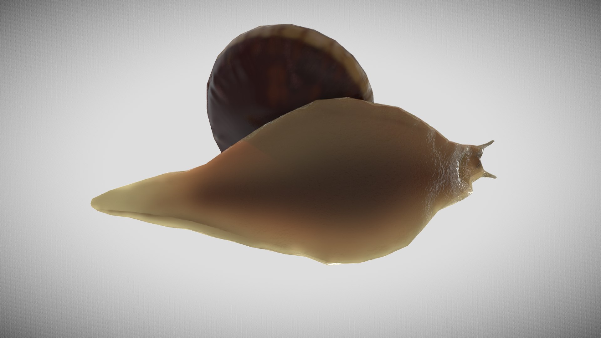 Snail - Low Poly Model - TurboSquid 1980155