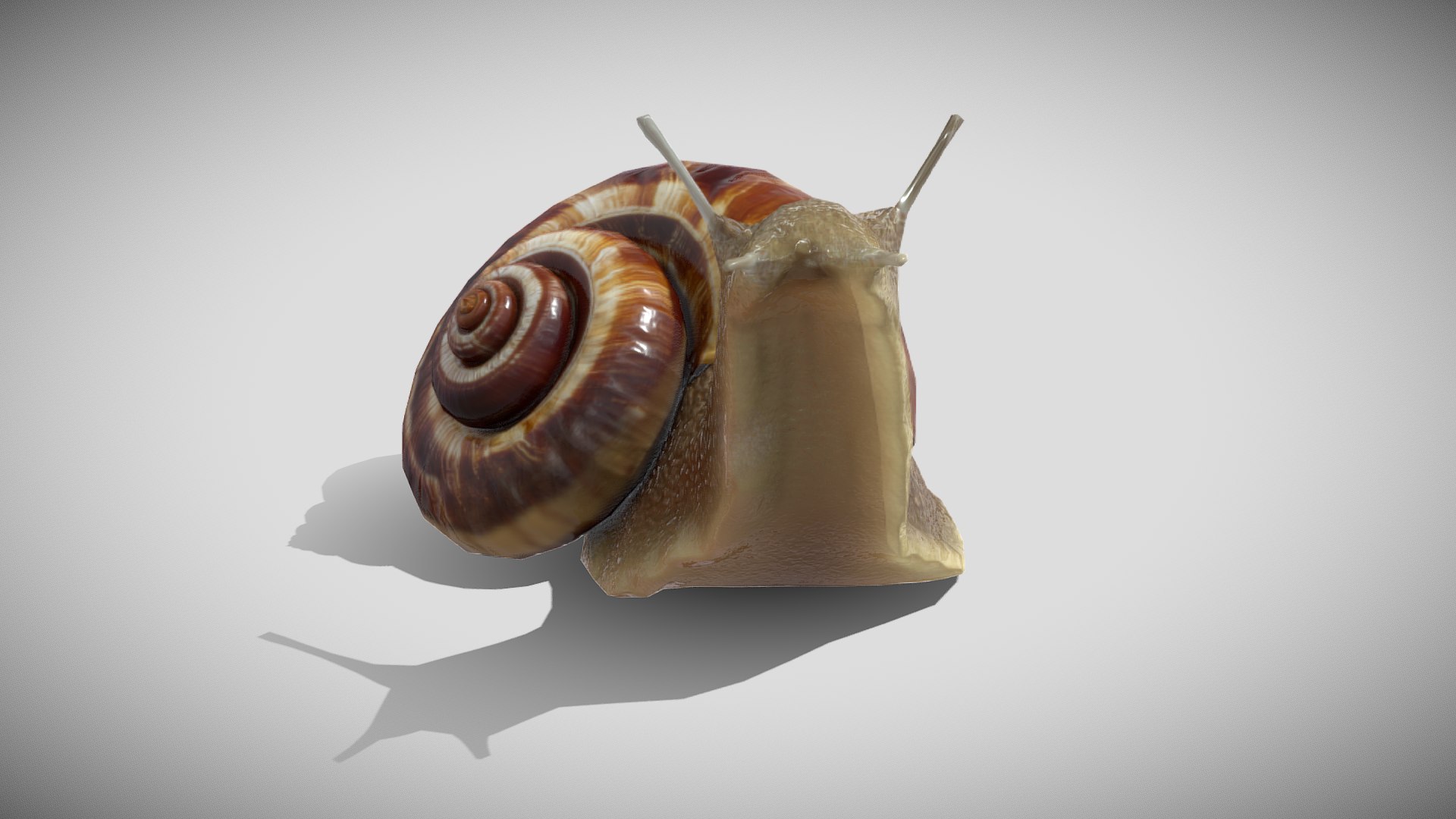 Snail - Low Poly Model - TurboSquid 1980155