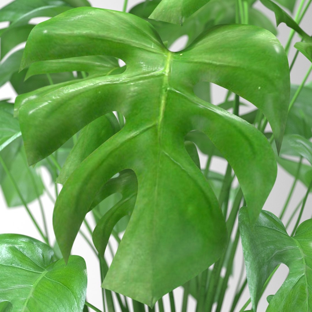 monstera flowering 3d model