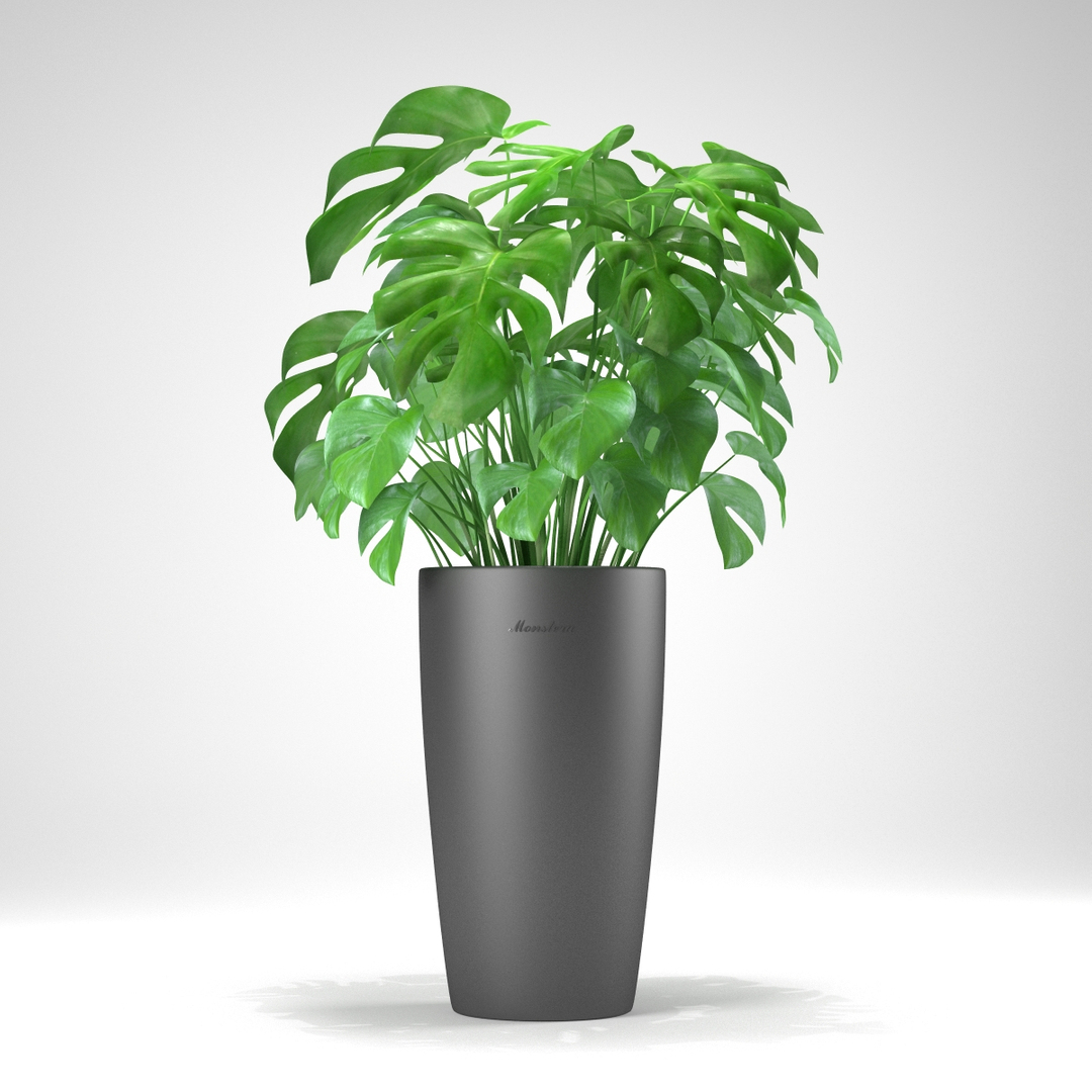 monstera flowering 3d model