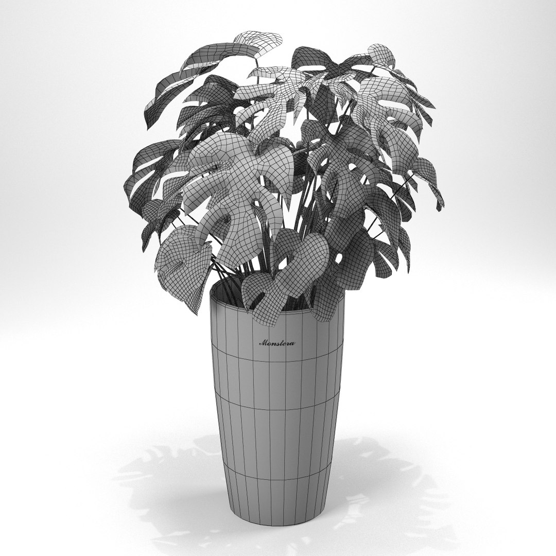 monstera flowering 3d model