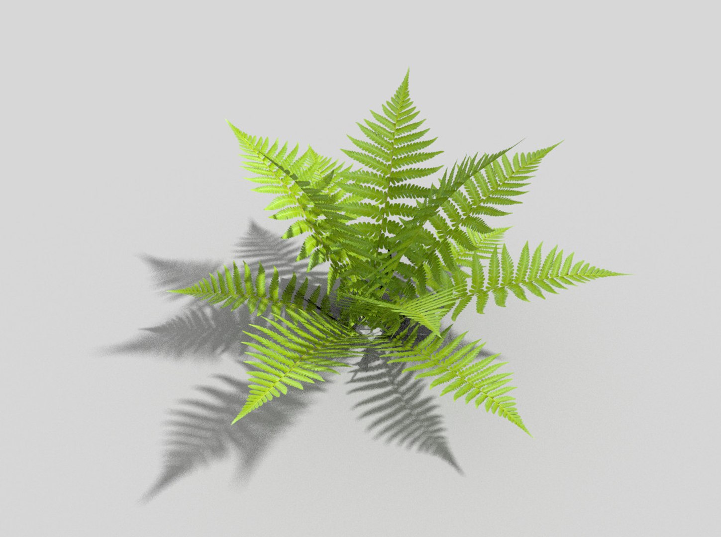 Fern Games 3d Model