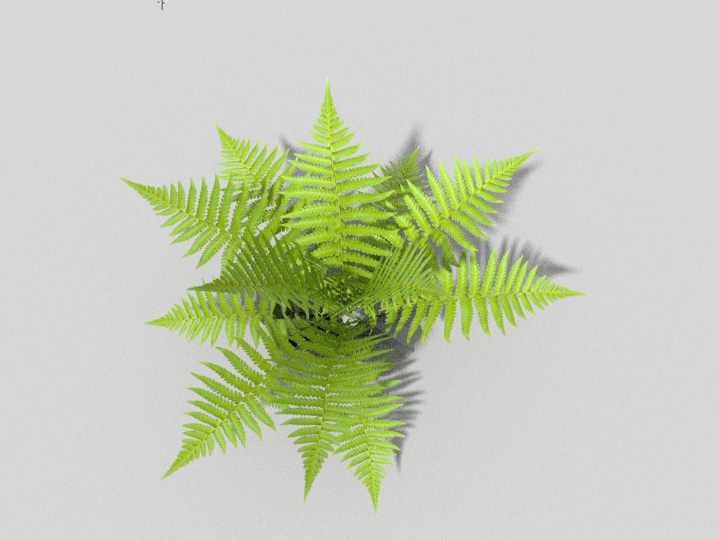 Fern Games 3d Model