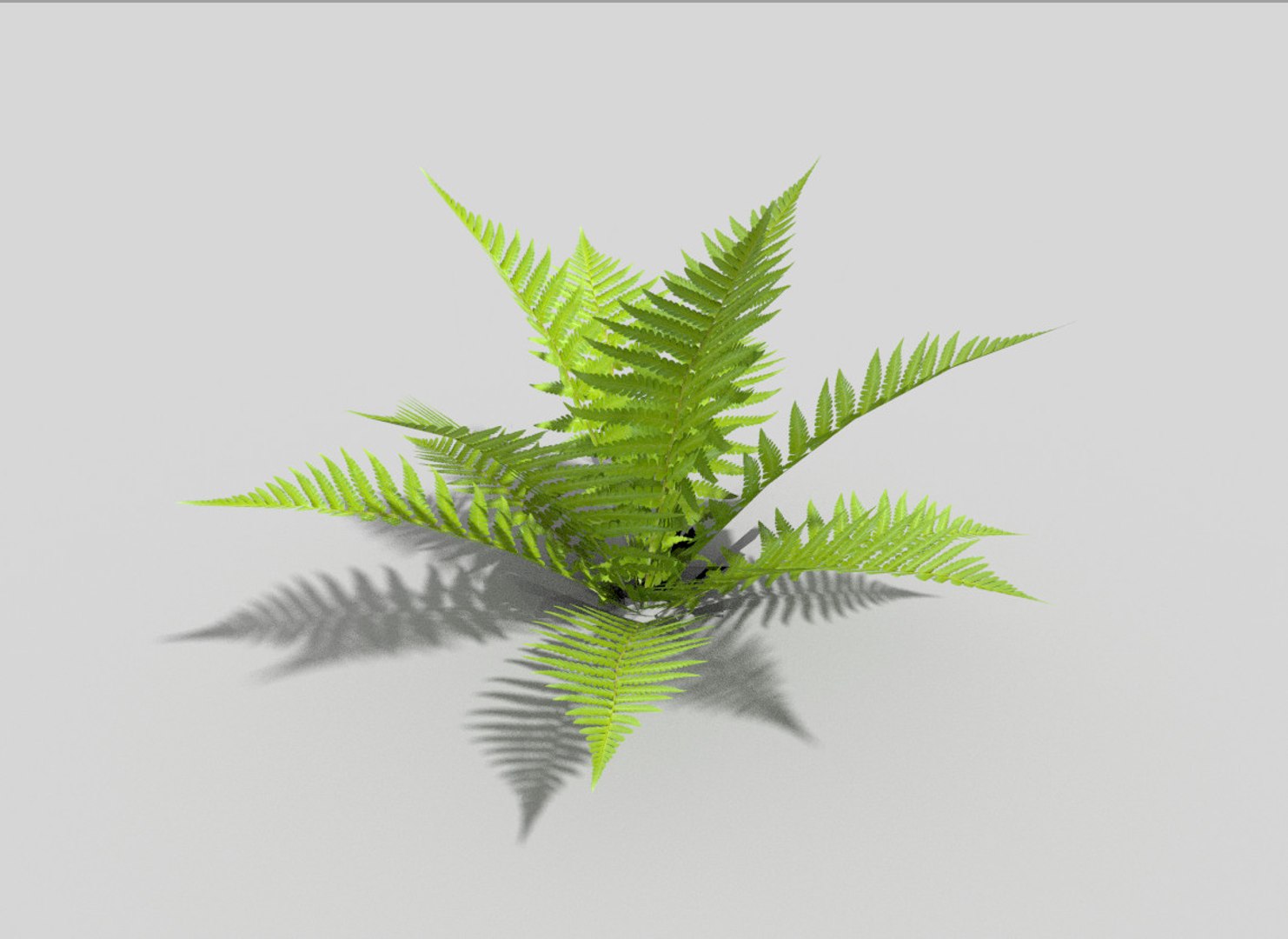 Fern Games 3d Model