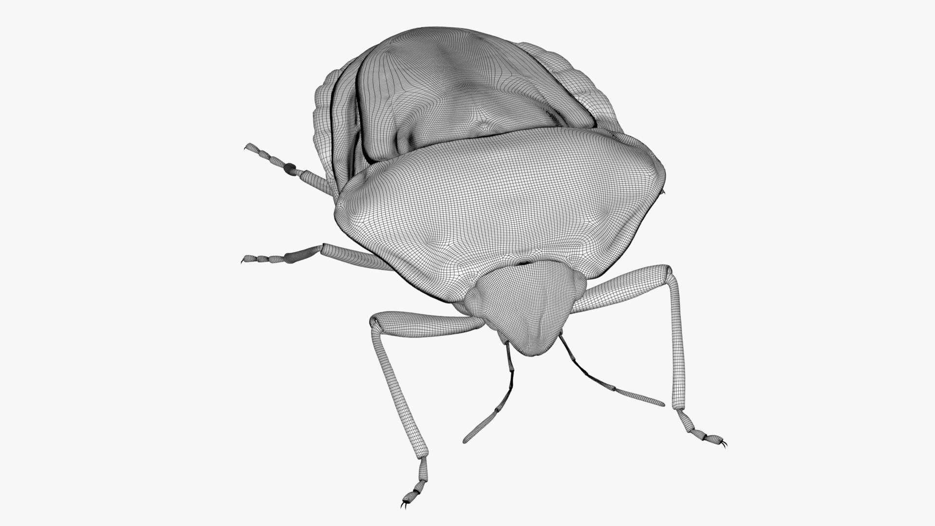4k Stink Bug 3D Model - TurboSquid 2214159