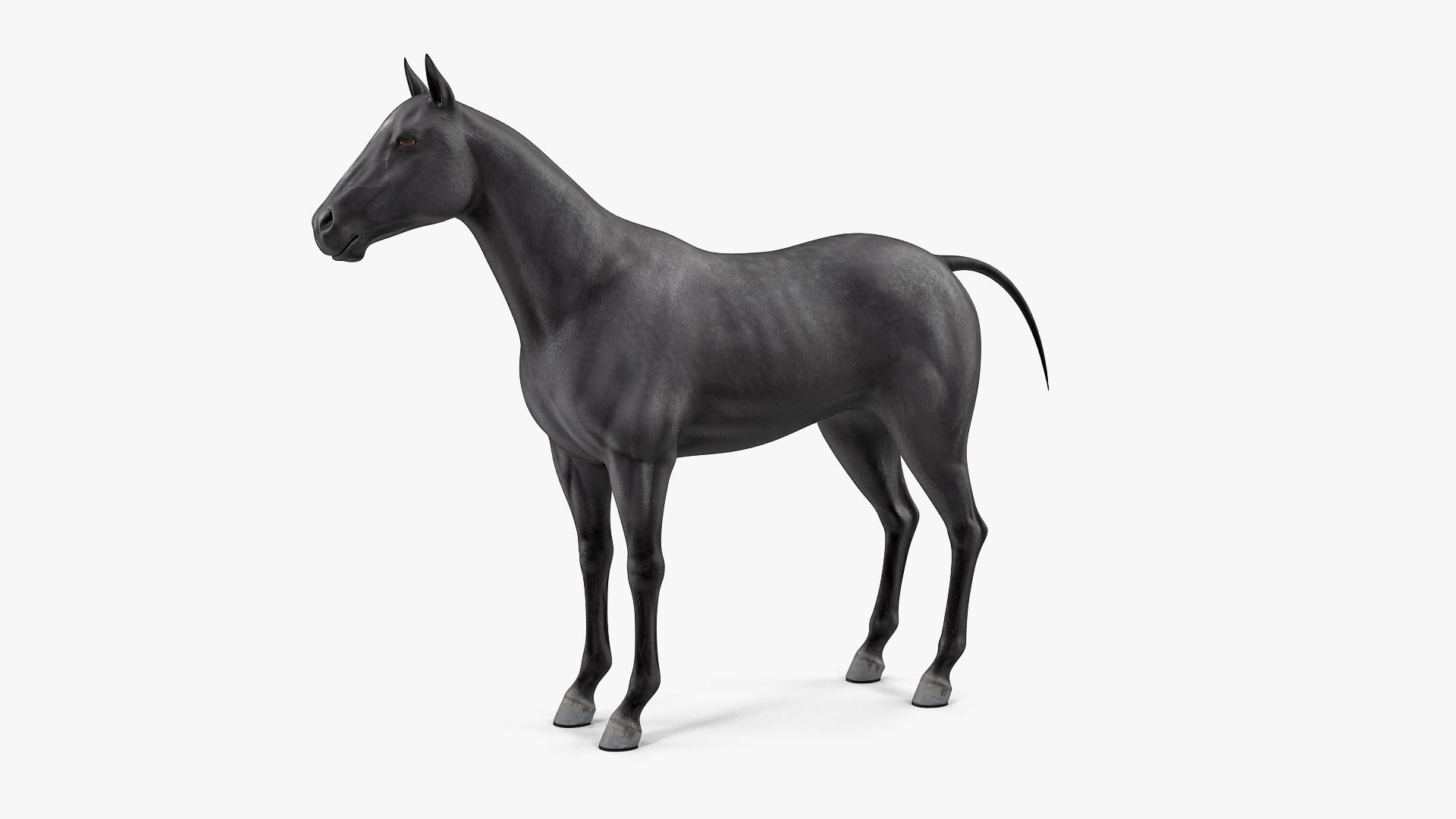 Horse Black Rigged 3D - TurboSquid 1482246