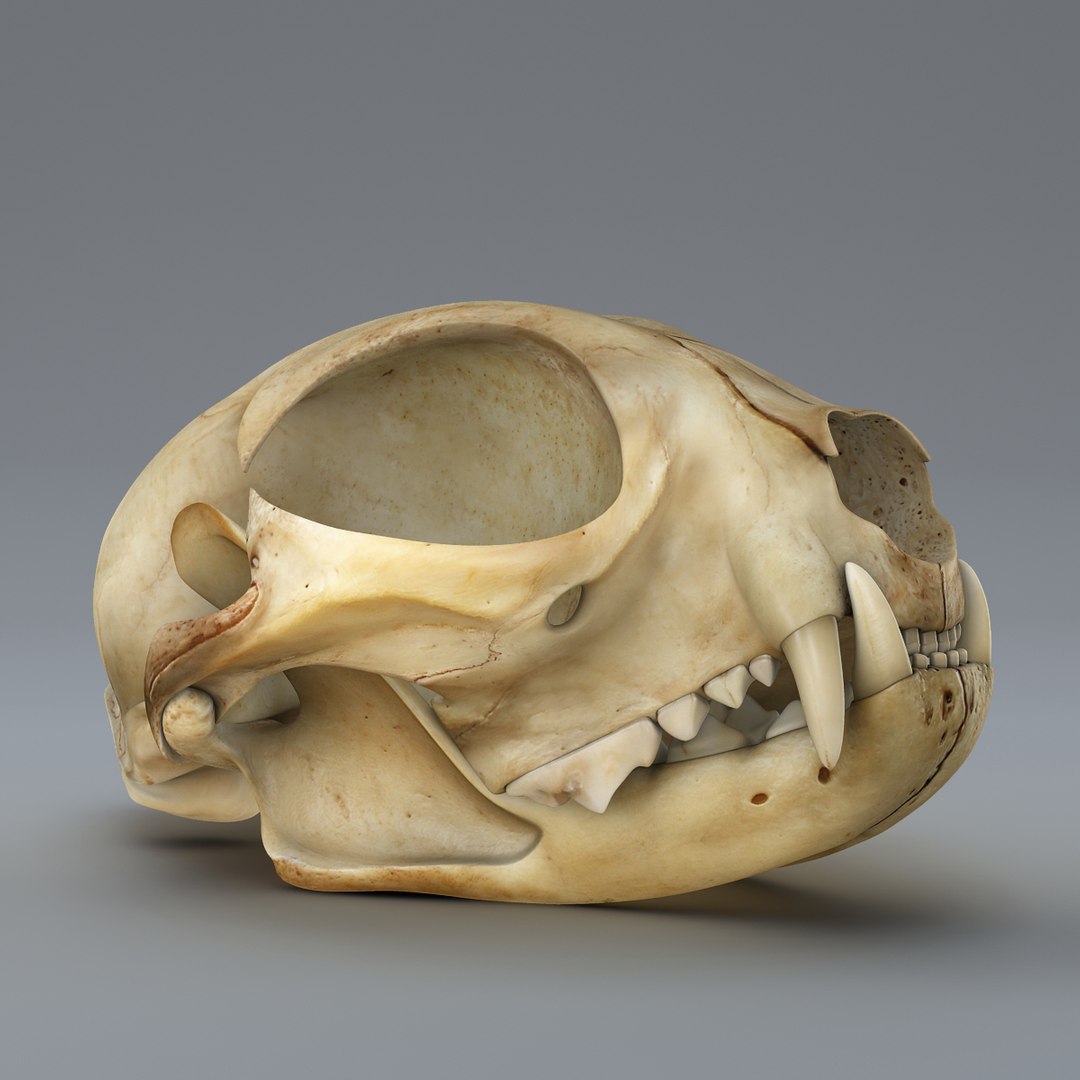 3d Model Cat Skull