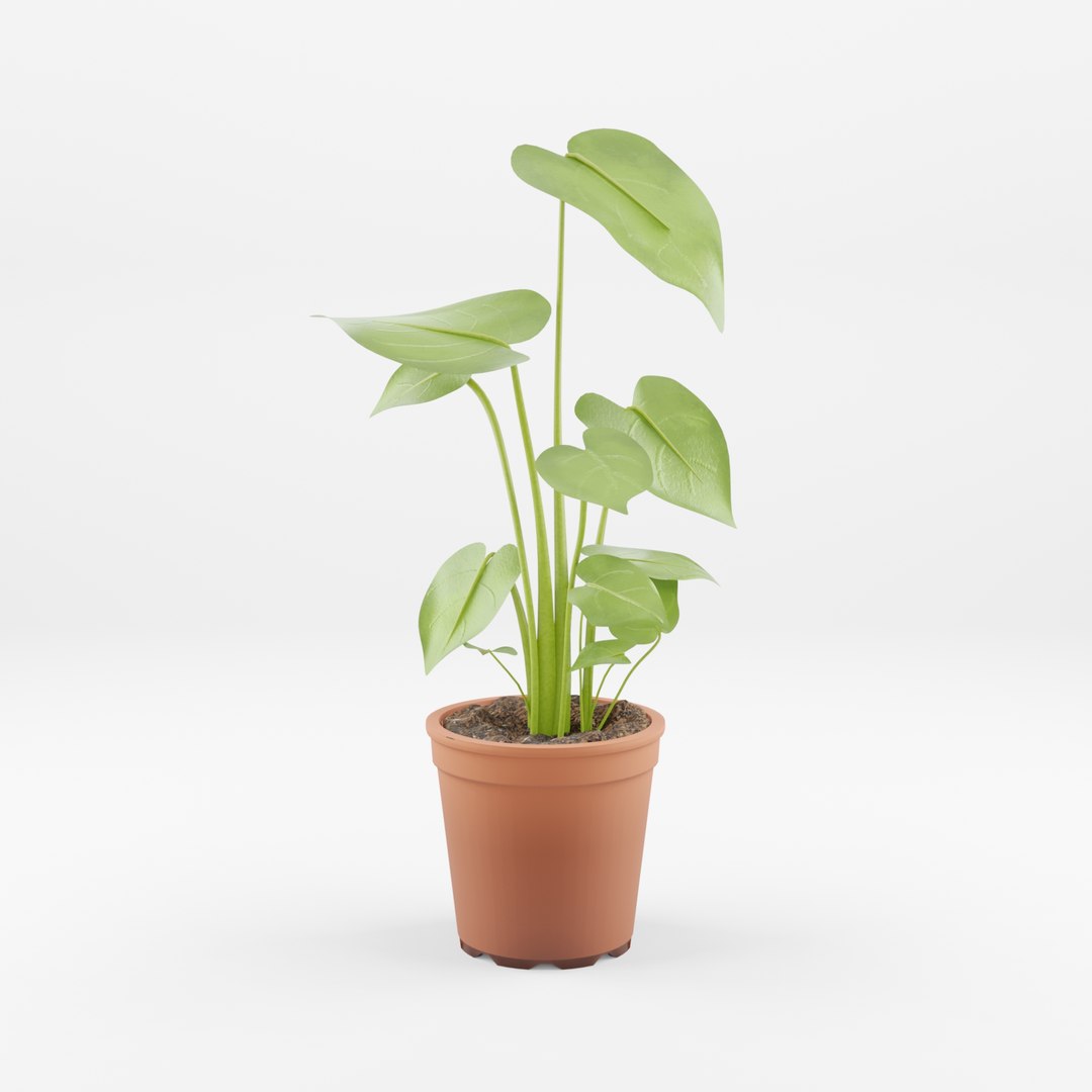 3D Monstera Deliciosa Model - TurboSquid 2252263