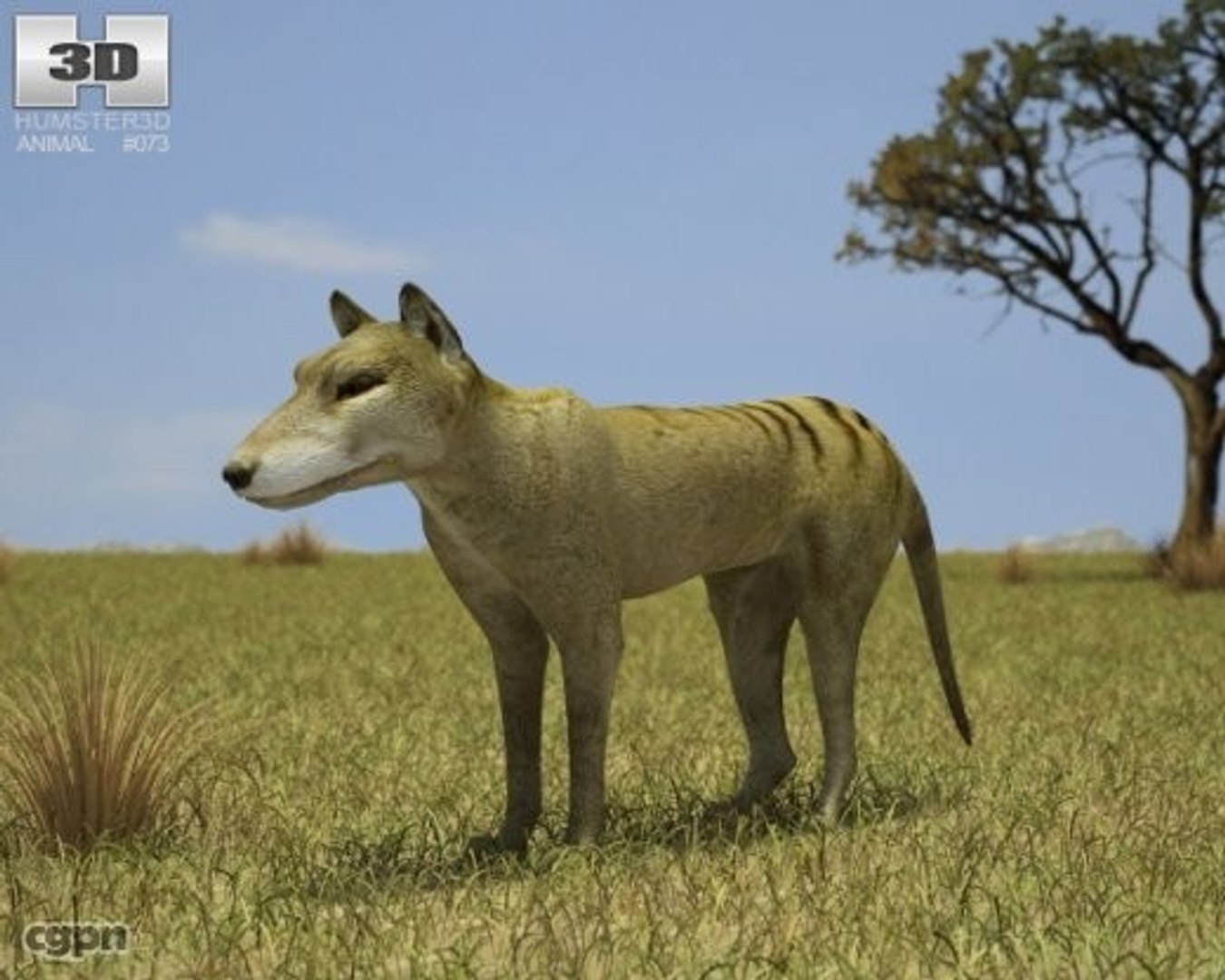 3d model of thylacine thylacinus cynocephalus