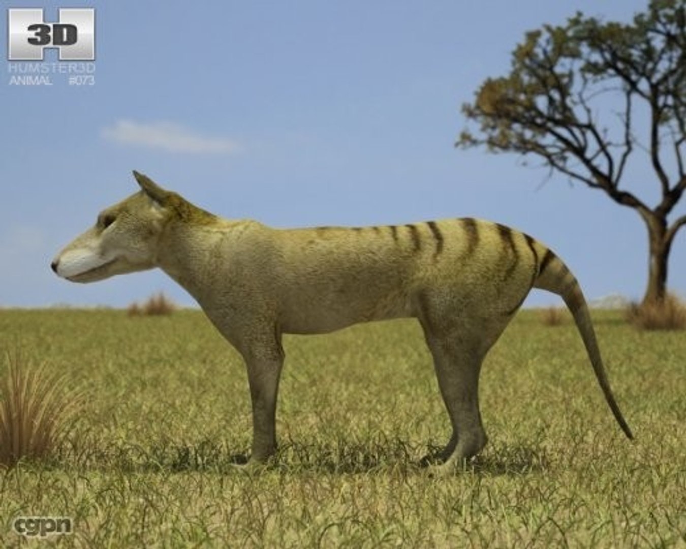 3d model of thylacine thylacinus cynocephalus