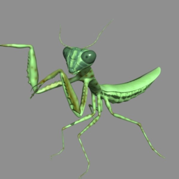 Rigged Praying Mantis 3D Models for Download | TurboSquid