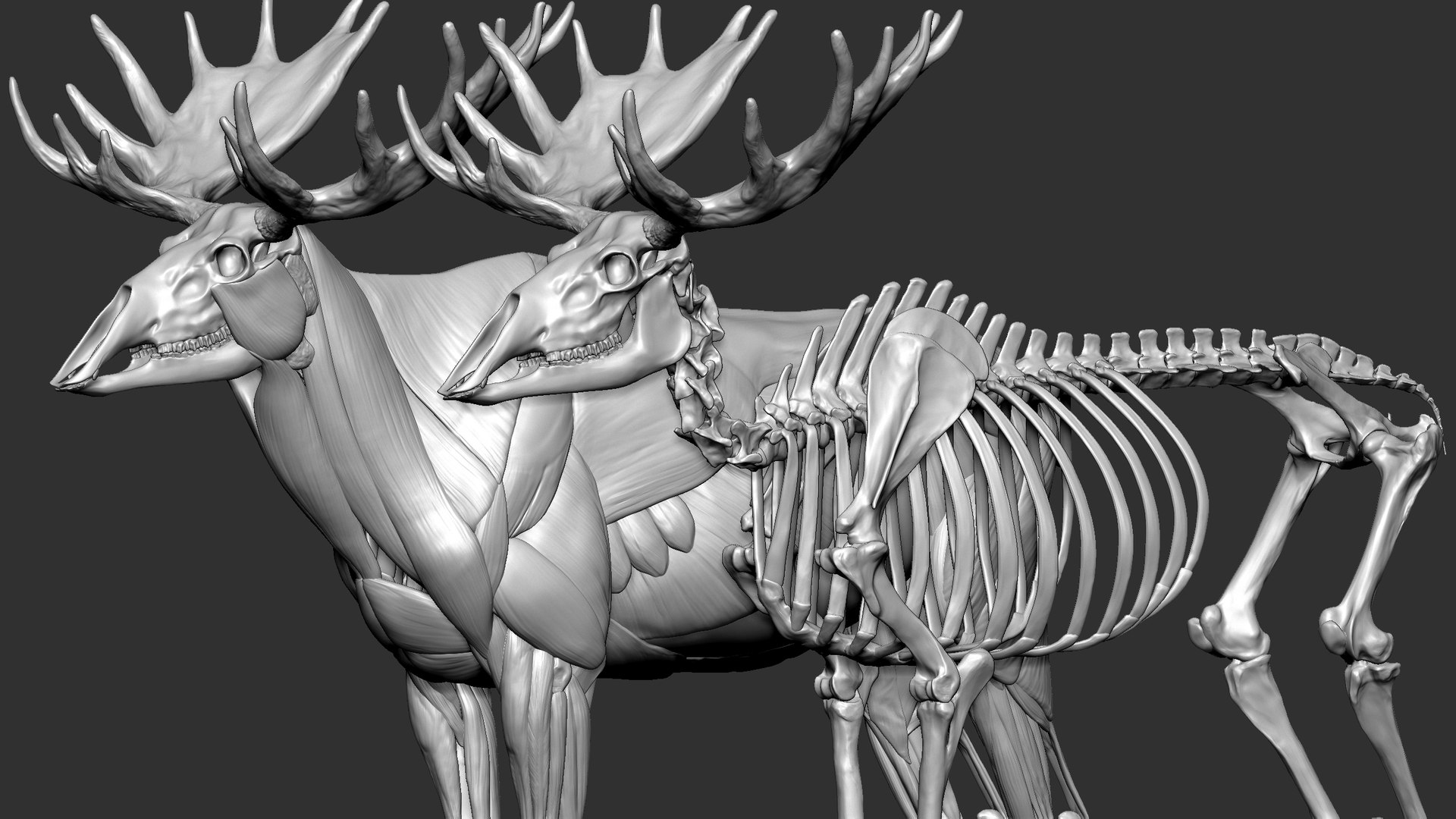 Moose Textured VFX MUSCLE SIMULATION 3D model - TurboSquid 1886752
