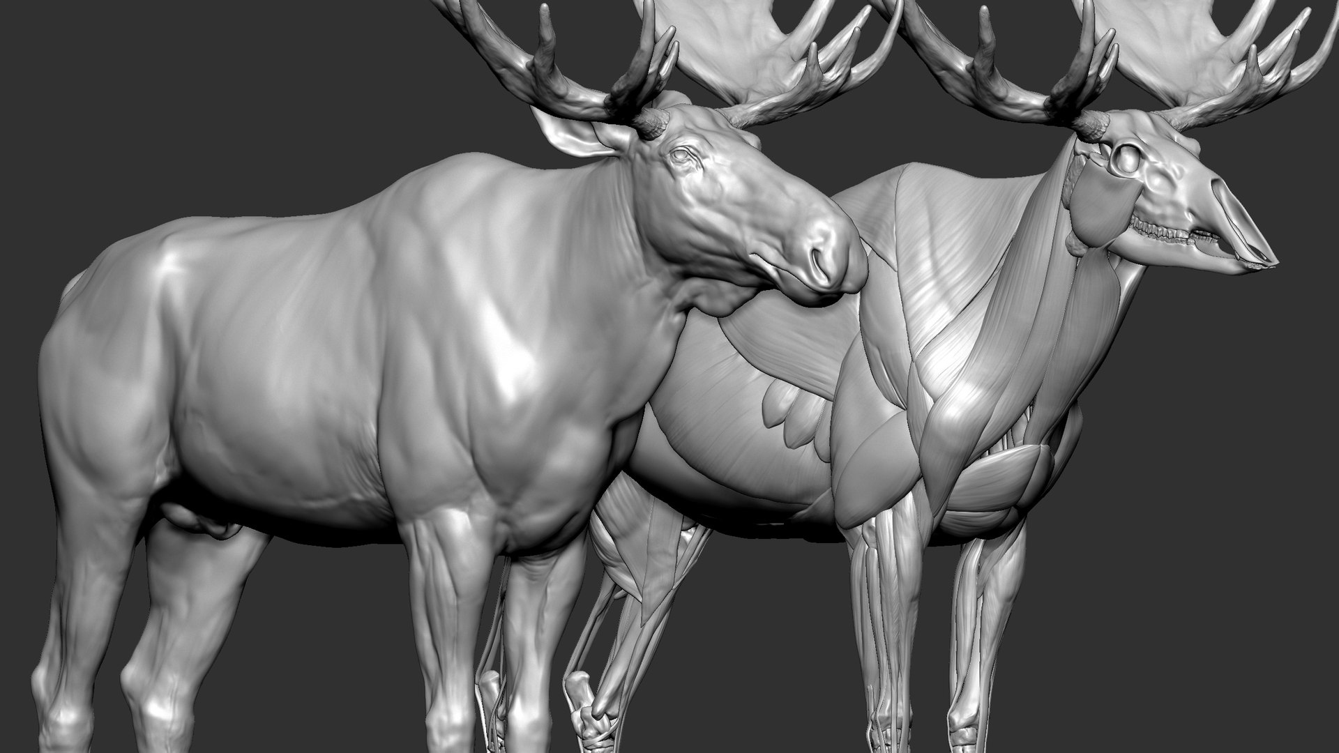 Moose Textured VFX MUSCLE SIMULATION 3D model - TurboSquid 1886752