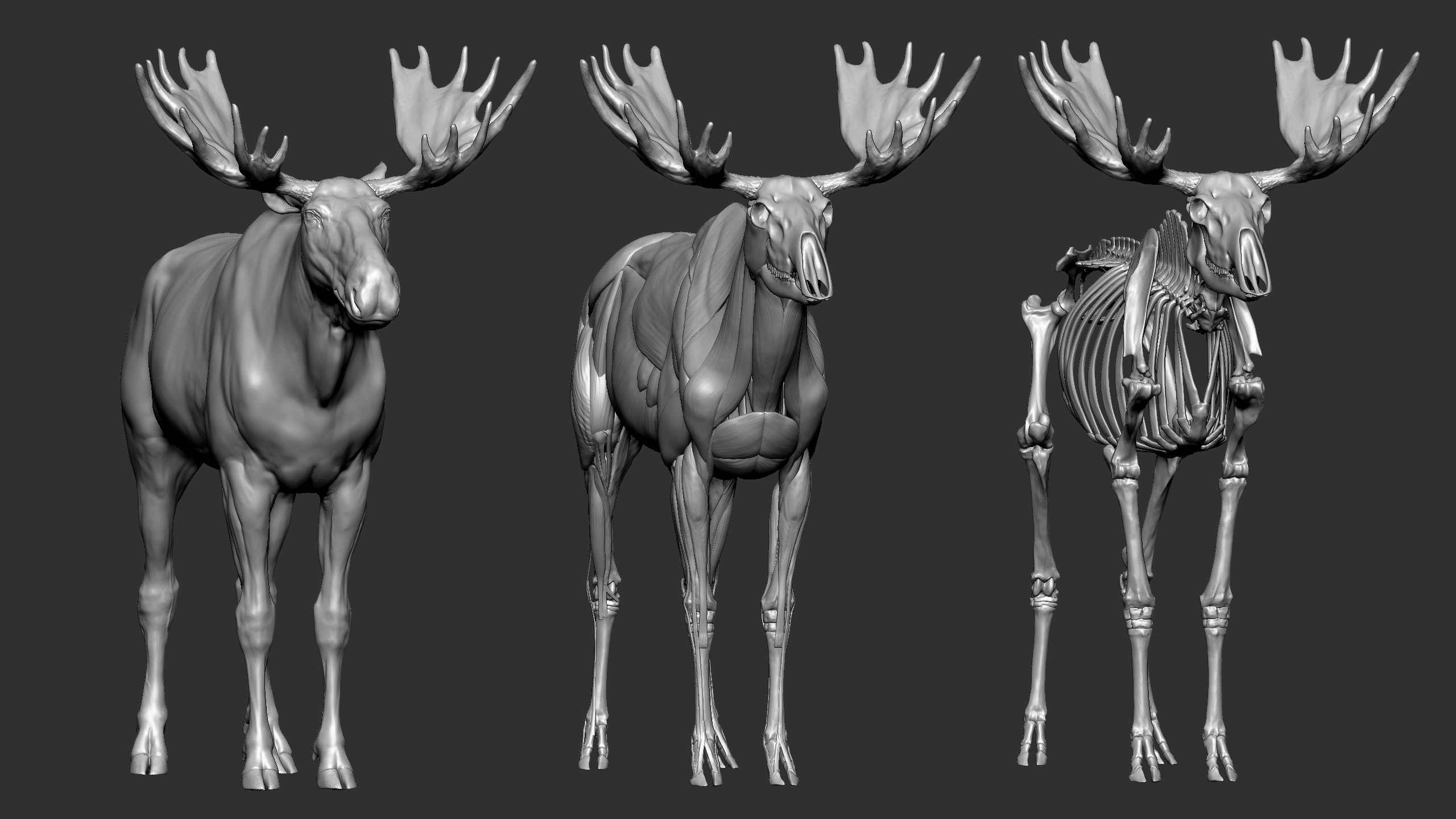 Moose Textured VFX MUSCLE SIMULATION 3D model - TurboSquid 1886752